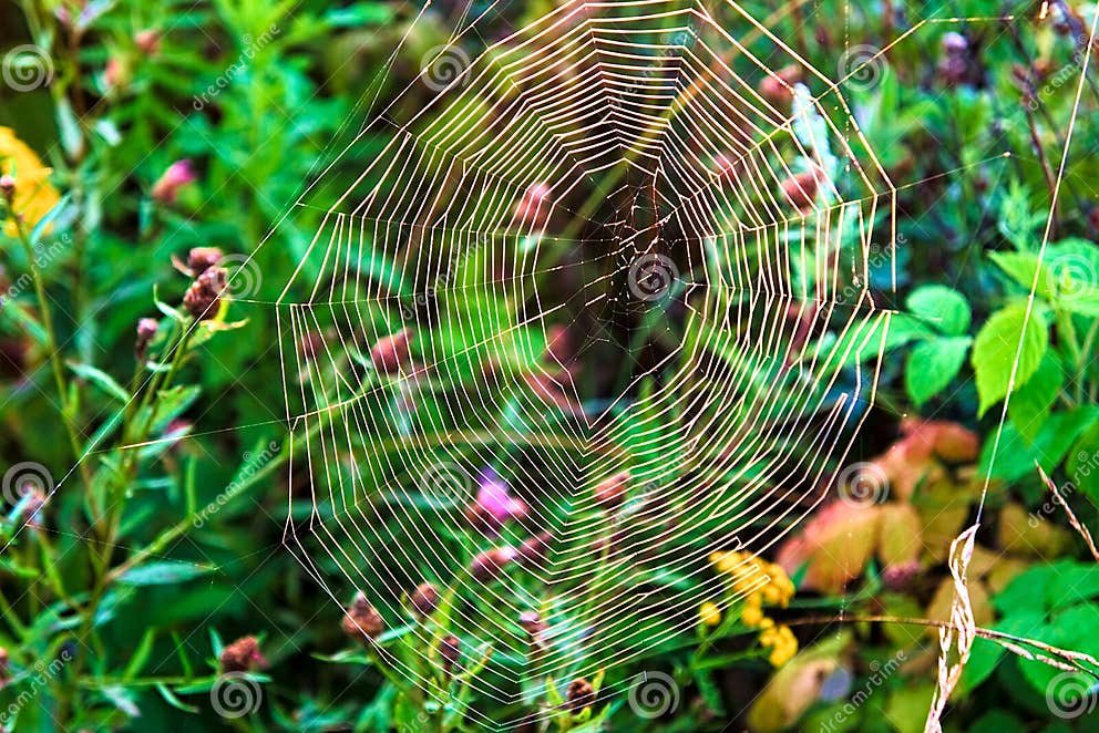 Spider Web Stretched between the Branches of a Plant. Stock Image ...
