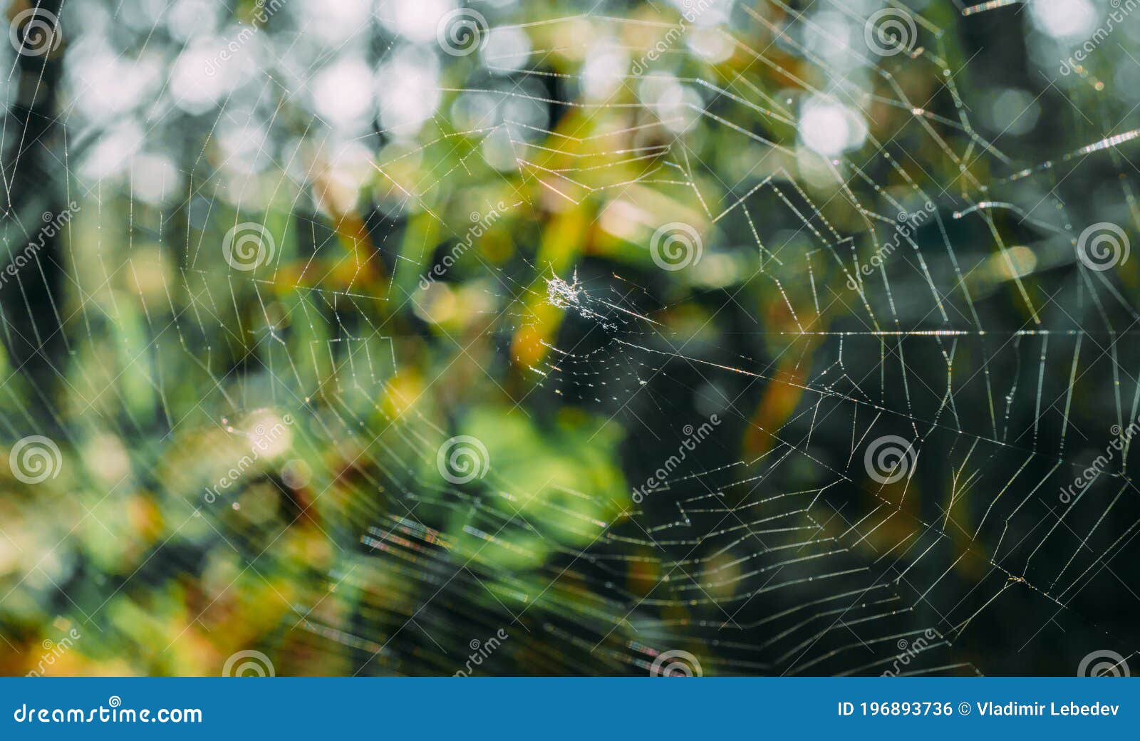 Spider Web Stretched between Plants and Illuminated by the Bright ...