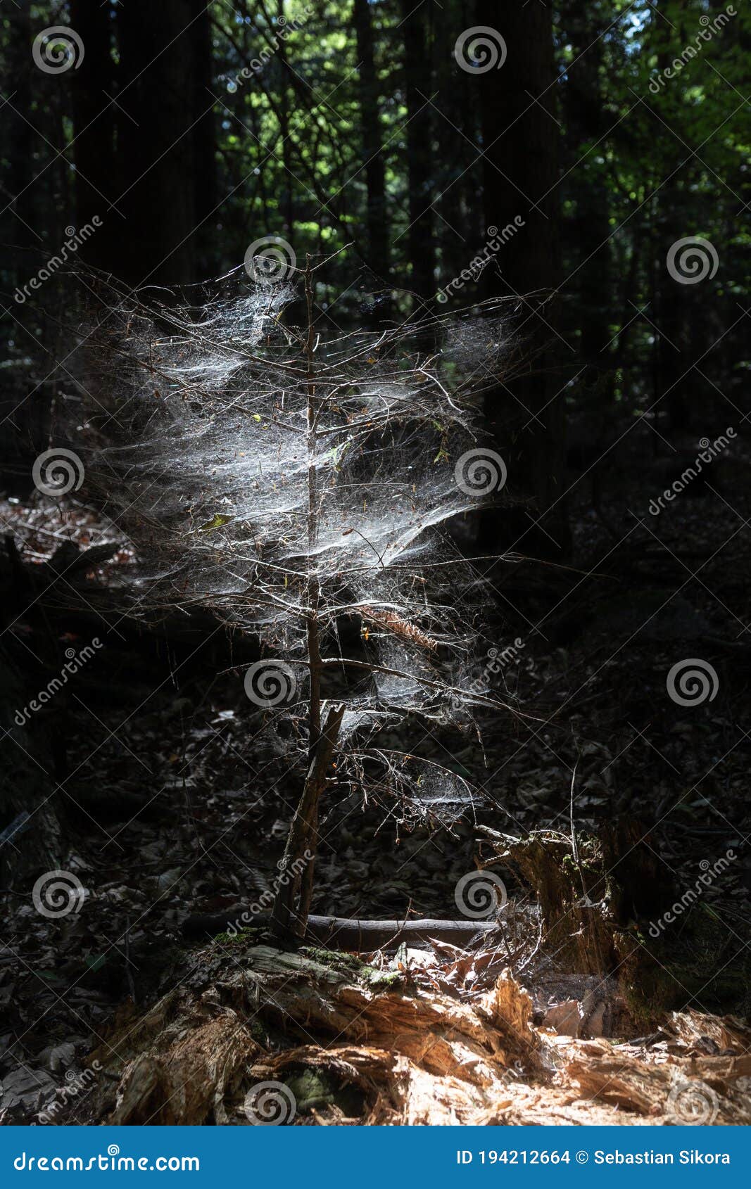 A Spider Web is Stretched between the Trees in the Sunlight Stock Photo ...