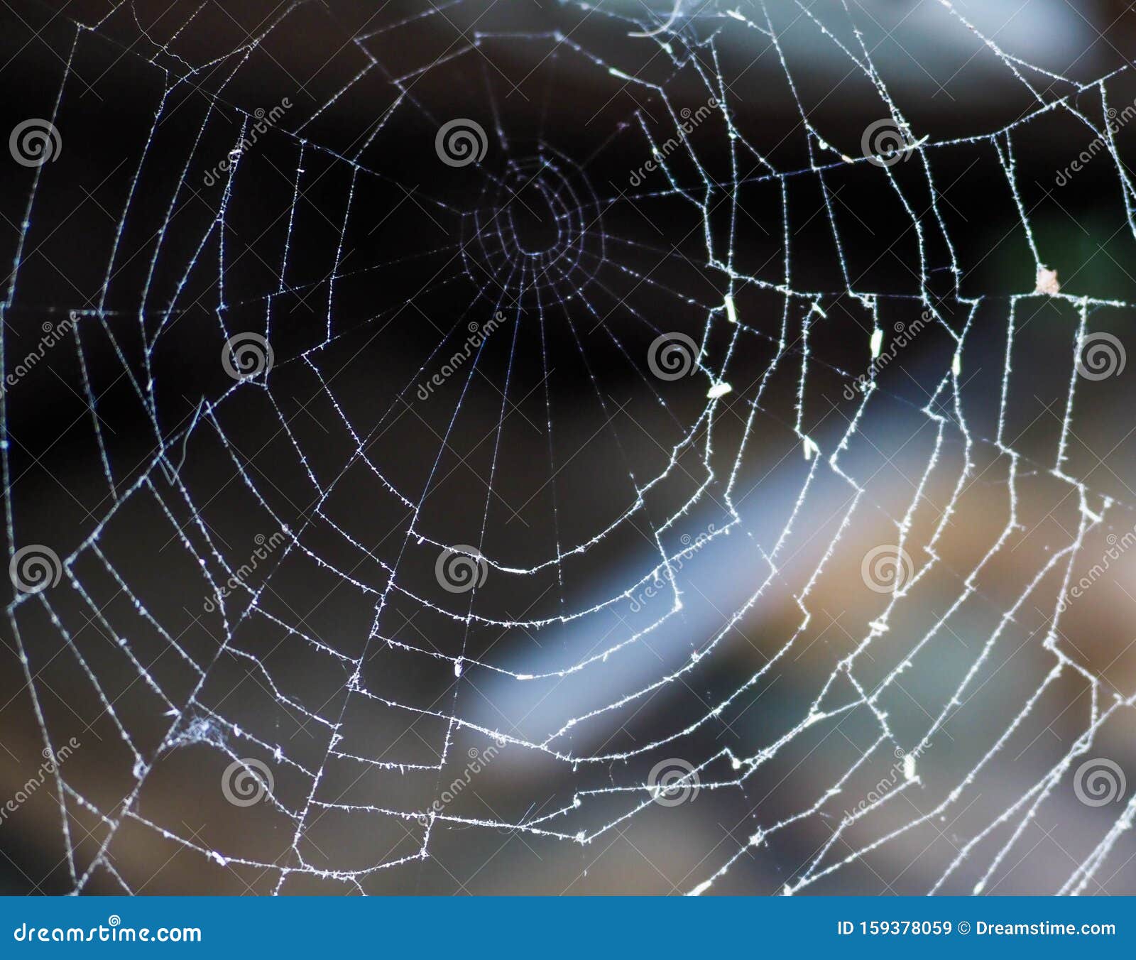 Spider Web Stretched in the Yard Stock Image - Image of decoration ...