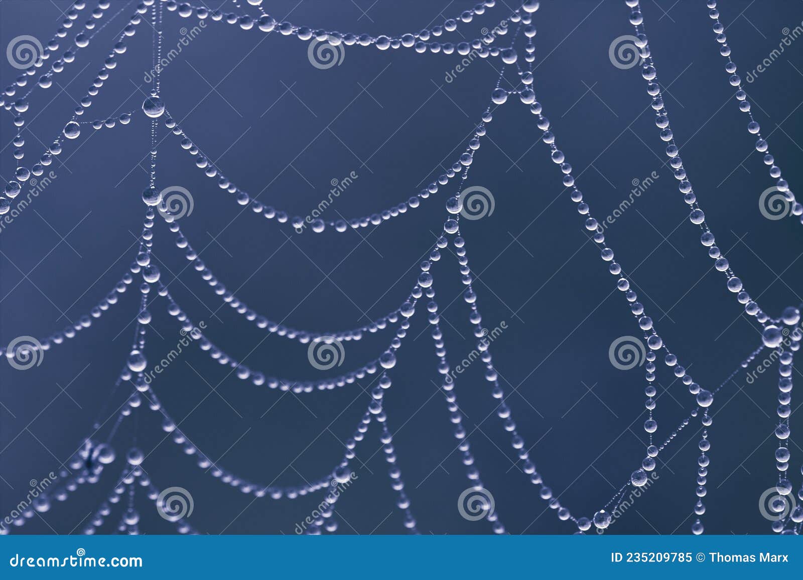 Spider Web with Strings of Dewy Pearls Stock Image - Image of isolate ...