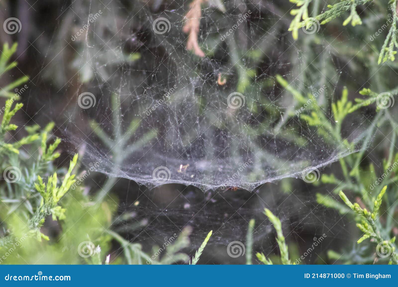 Spider Web Strung between Tree Branches Stock Photo - Image of insect ...