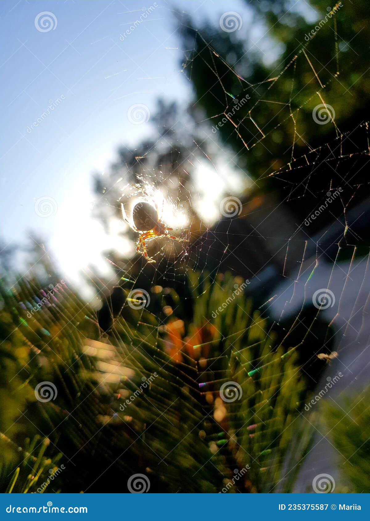 Spider on a web in the sun stock image. Image of light - 235375587