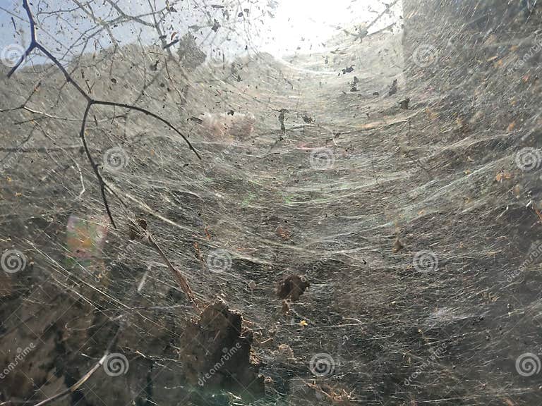 Spider web with sun rays stock image. Image of geology - 278100029