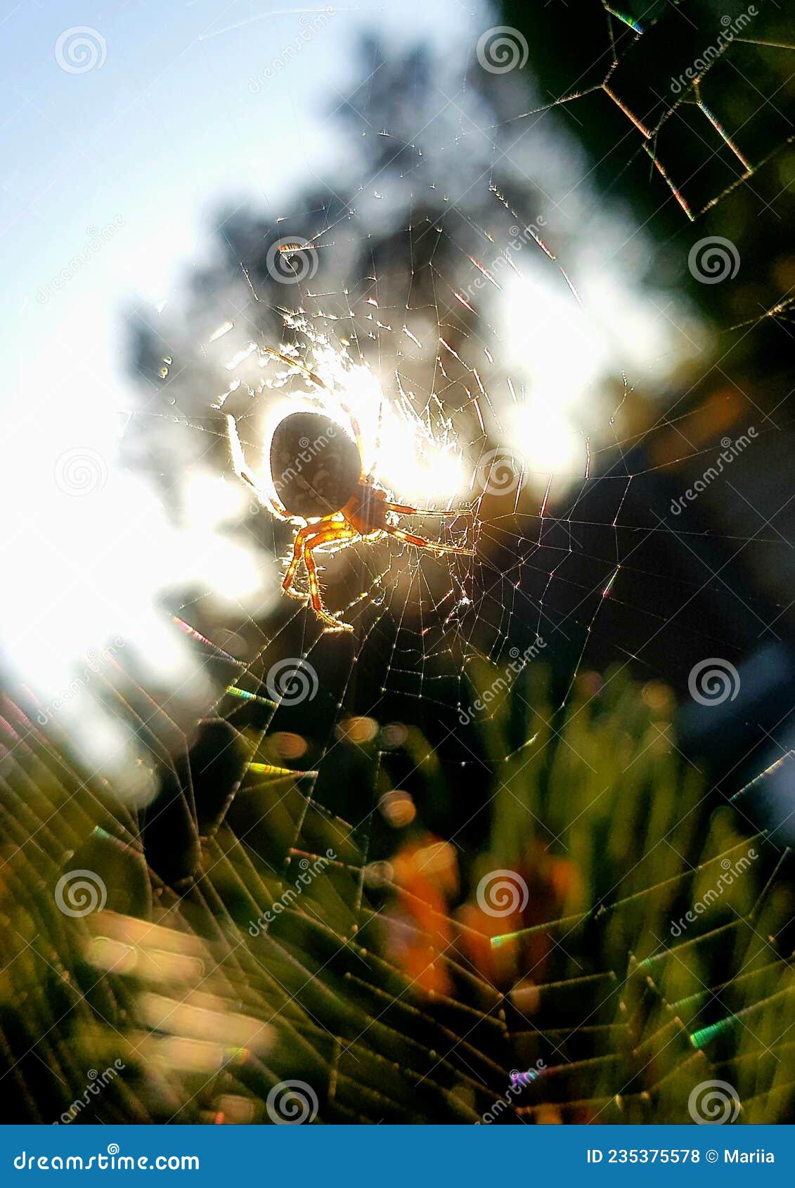 Spider on a Web in the Sunset Stock Photo - Image of water, flower ...