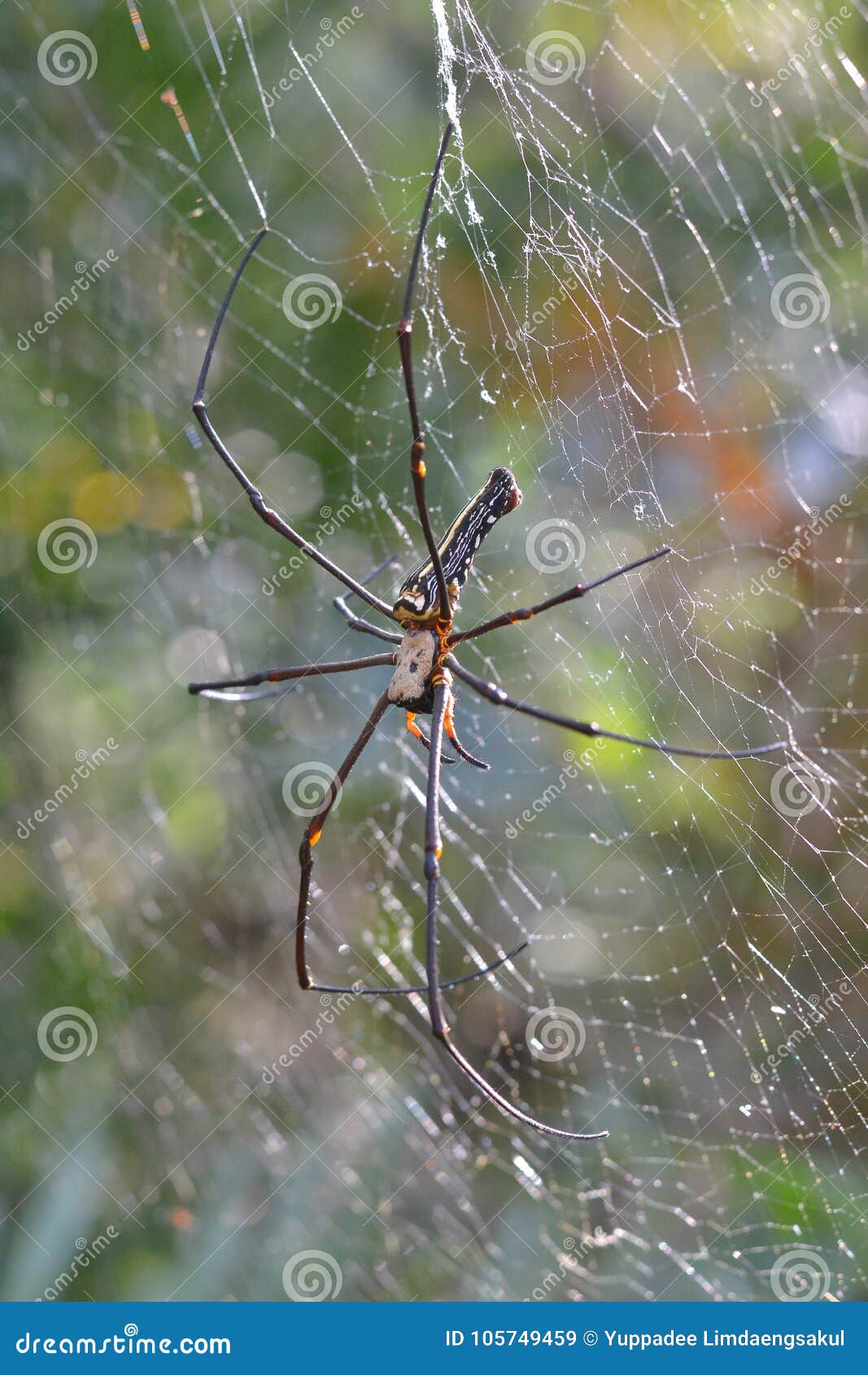 Long Leg Spider Silhouette Isolated On Dark Background Stock ...