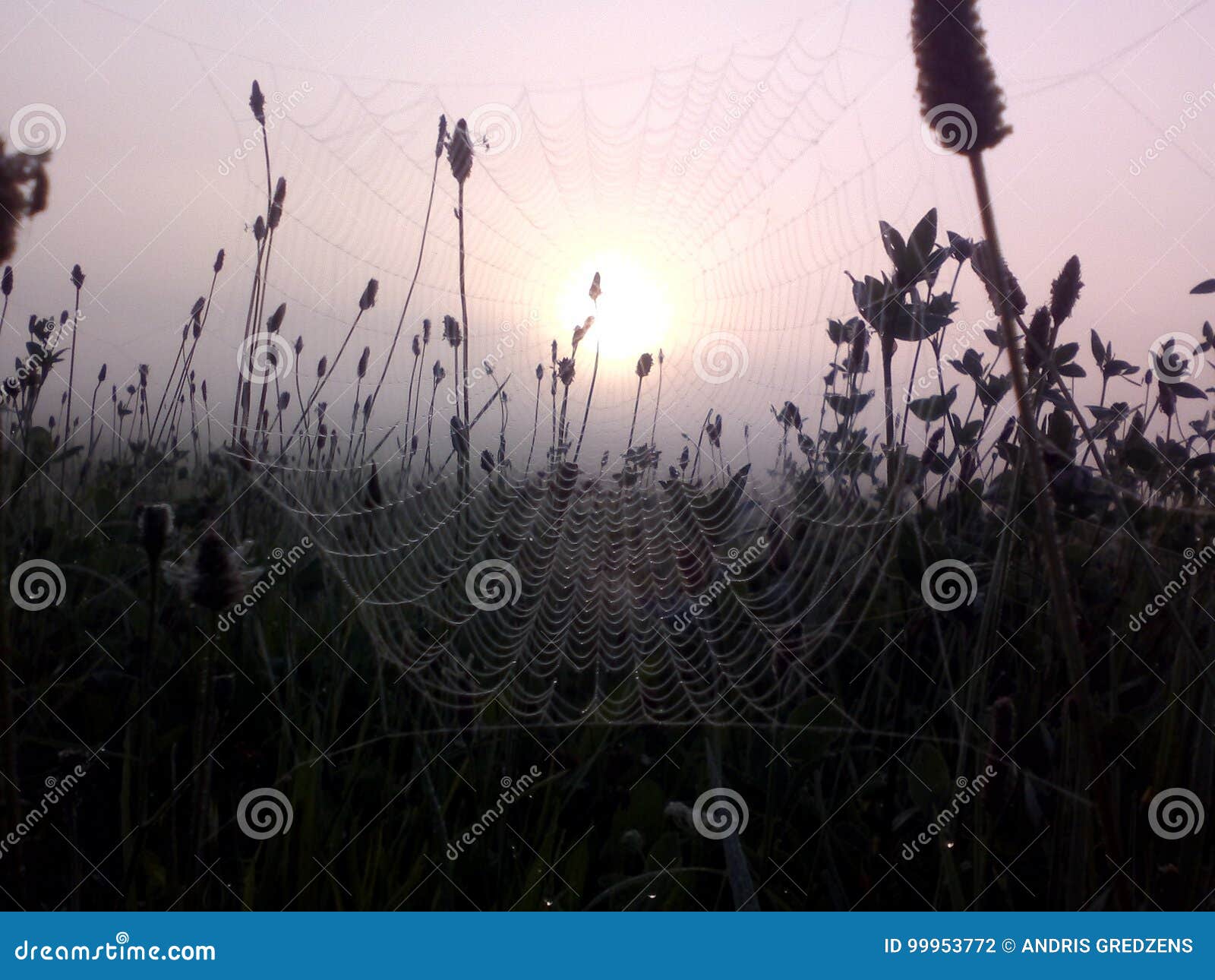 Spider web stock photo. Image of insect, autumn, plant - 99953772