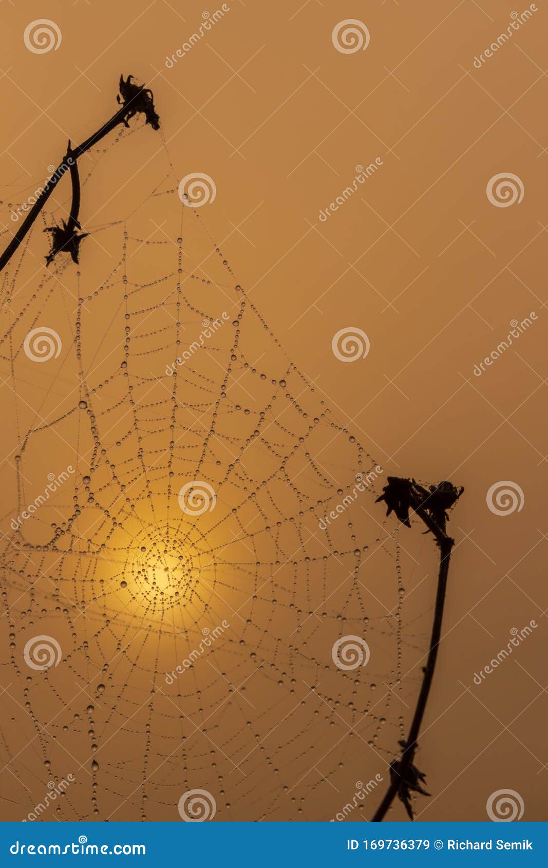 Spider web in sunrise sun stock image. Image of natural - 169736379