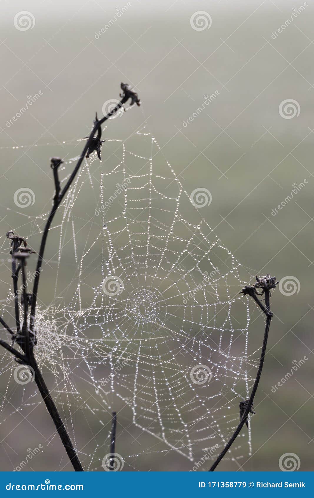 Spider web in sunrise sun stock image. Image of nature - 171358779