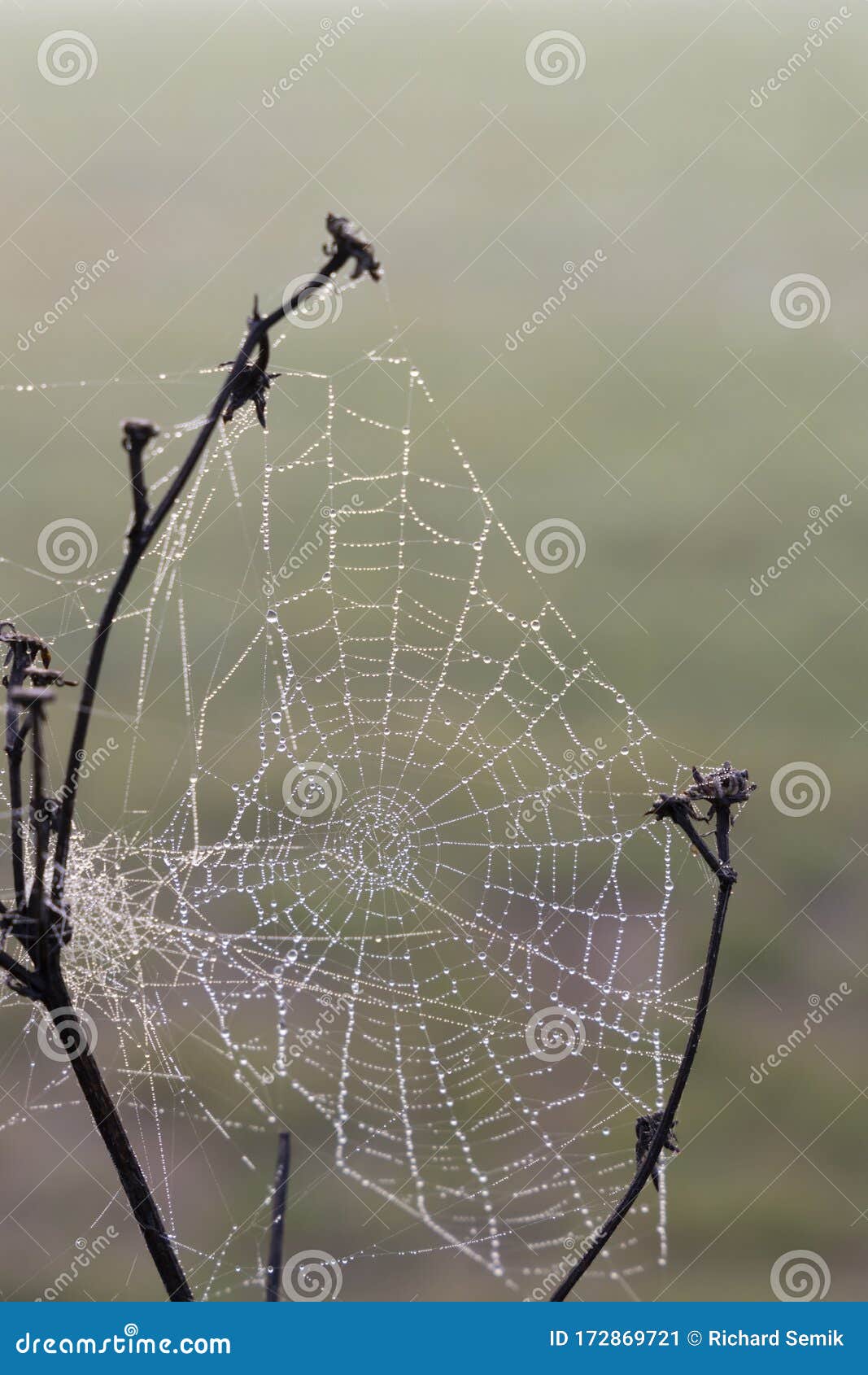 Spider web in sunrise sun stock image. Image of cobweb - 172869721