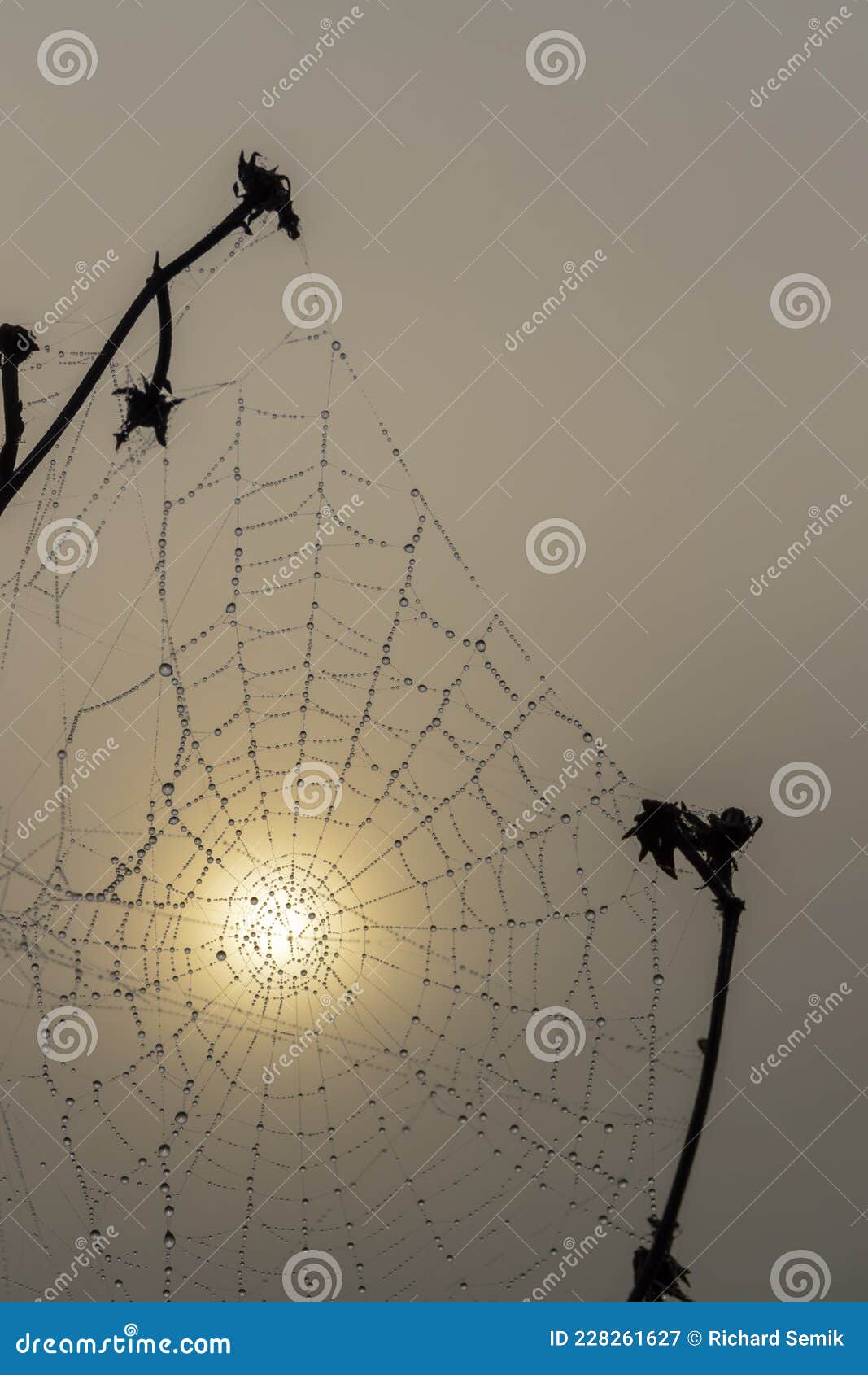 Spider web in sunrise sun stock image. Image of natural - 228261627