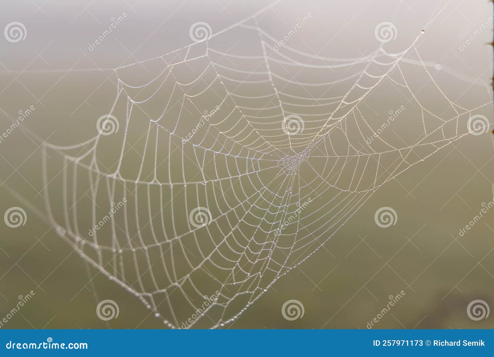 Spider web in sunrise sun stock image. Image of spider - 257971173