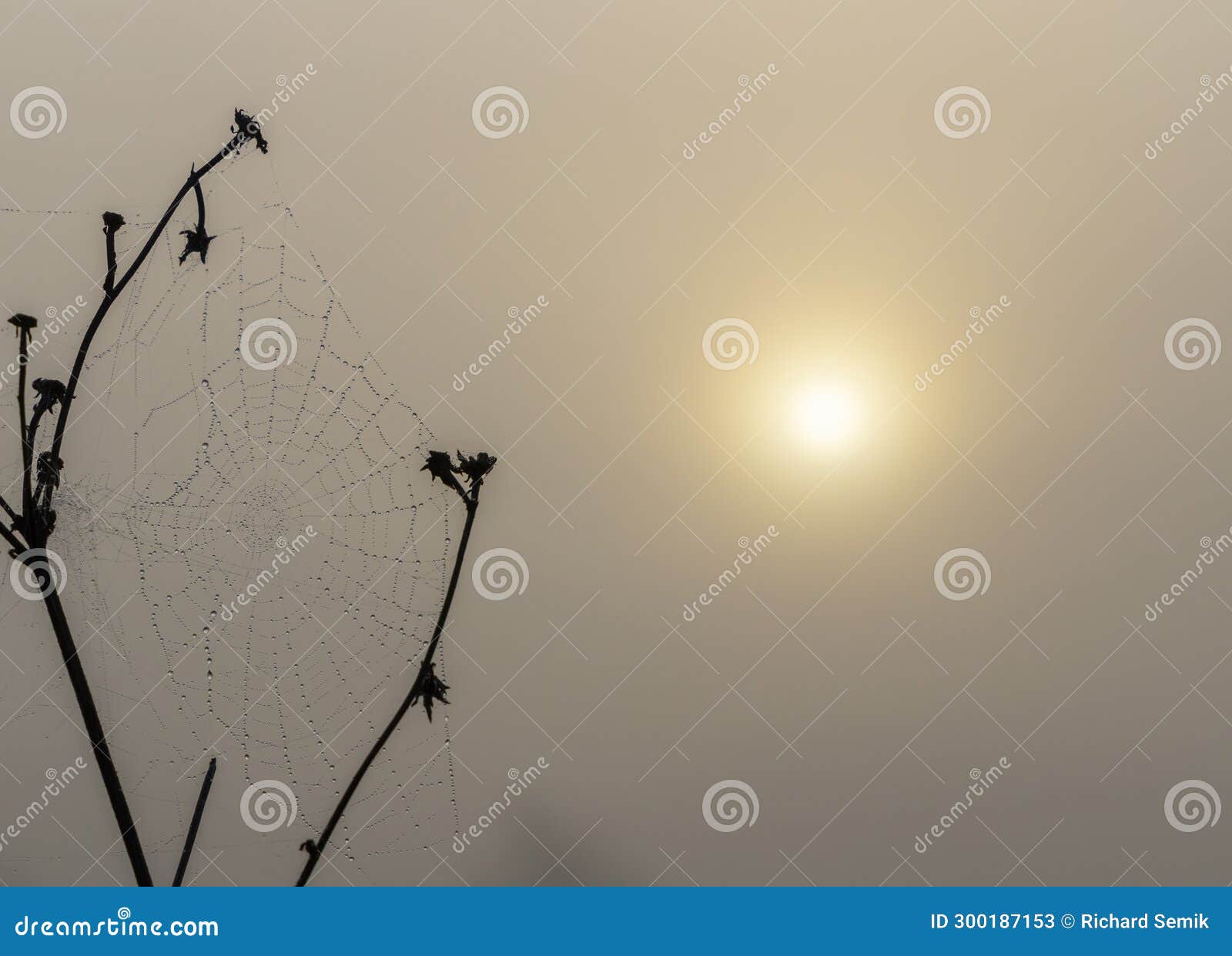 Spider web in sunrise sun stock image. Image of network - 300187153