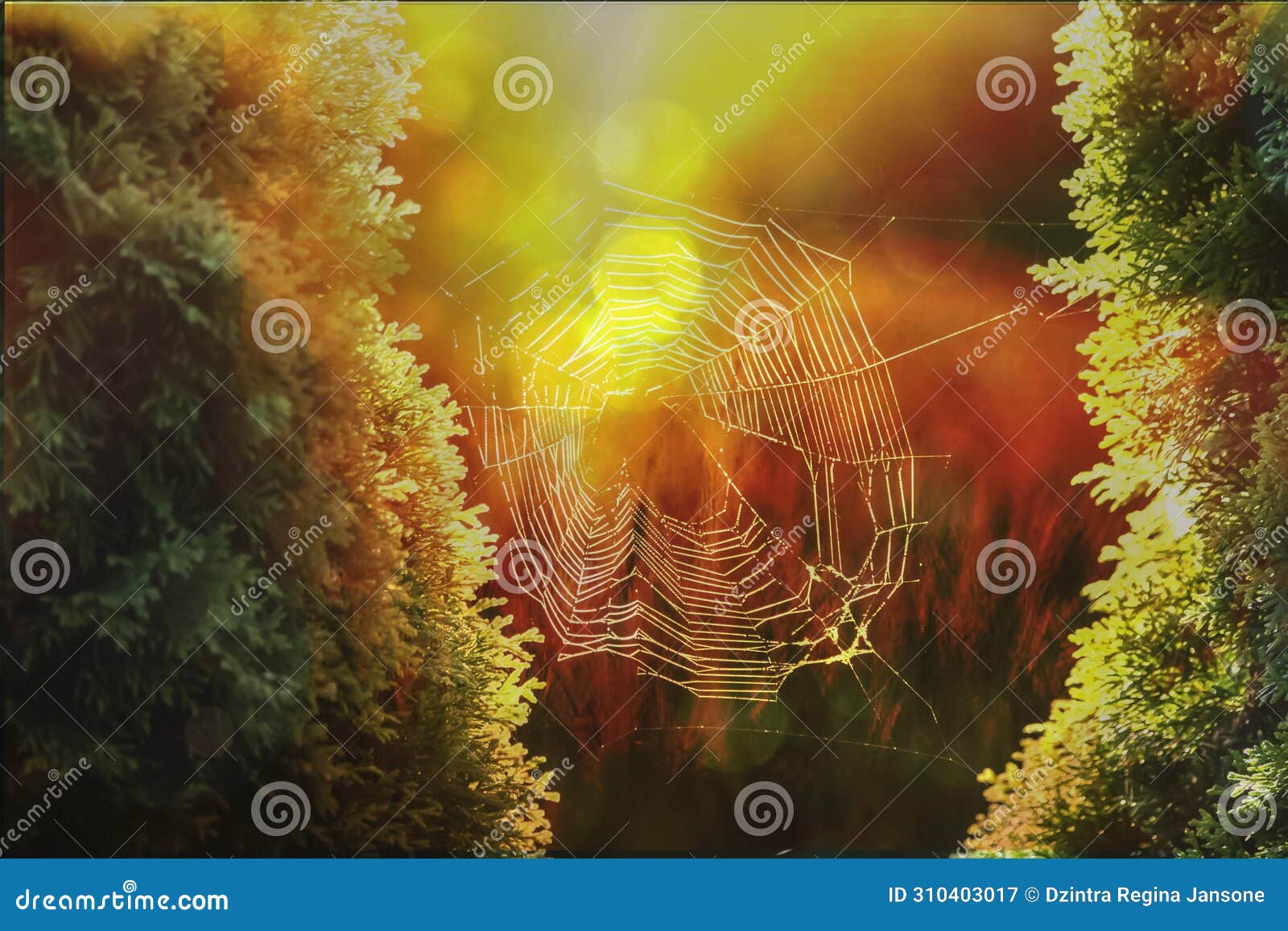 - spider web at sunset. stock image. Image of fantasy - 310403017