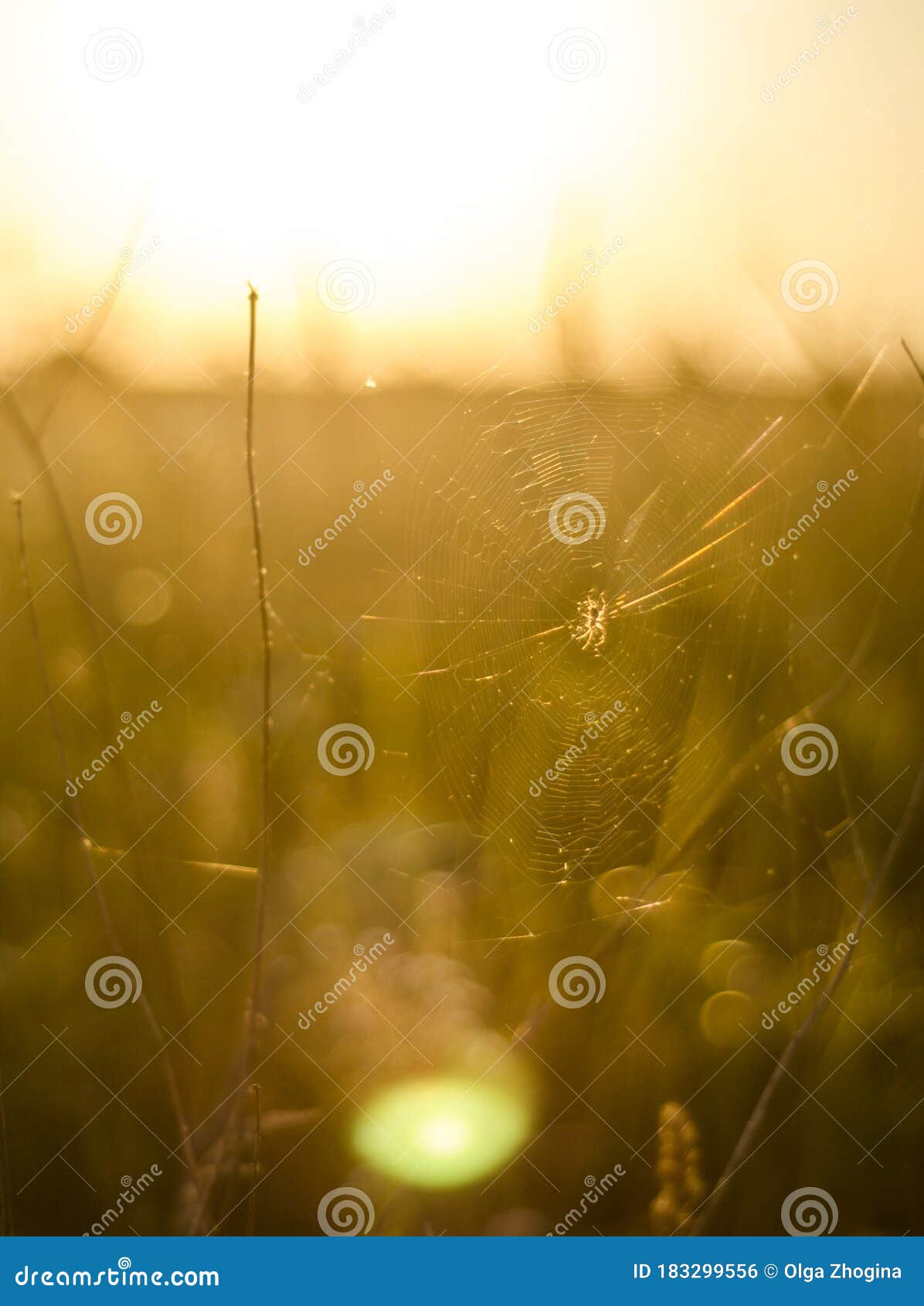 Spider Web in Sunset Bokeh Effect Stock Photo - Image of tree, green ...