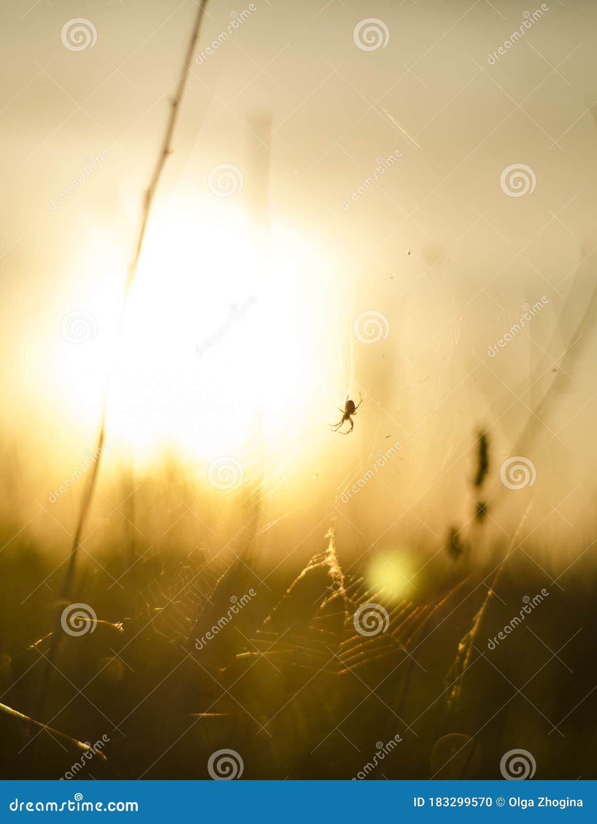 Spider Web in Sunset Bokeh Effect Stock Photo - Image of water, circle ...