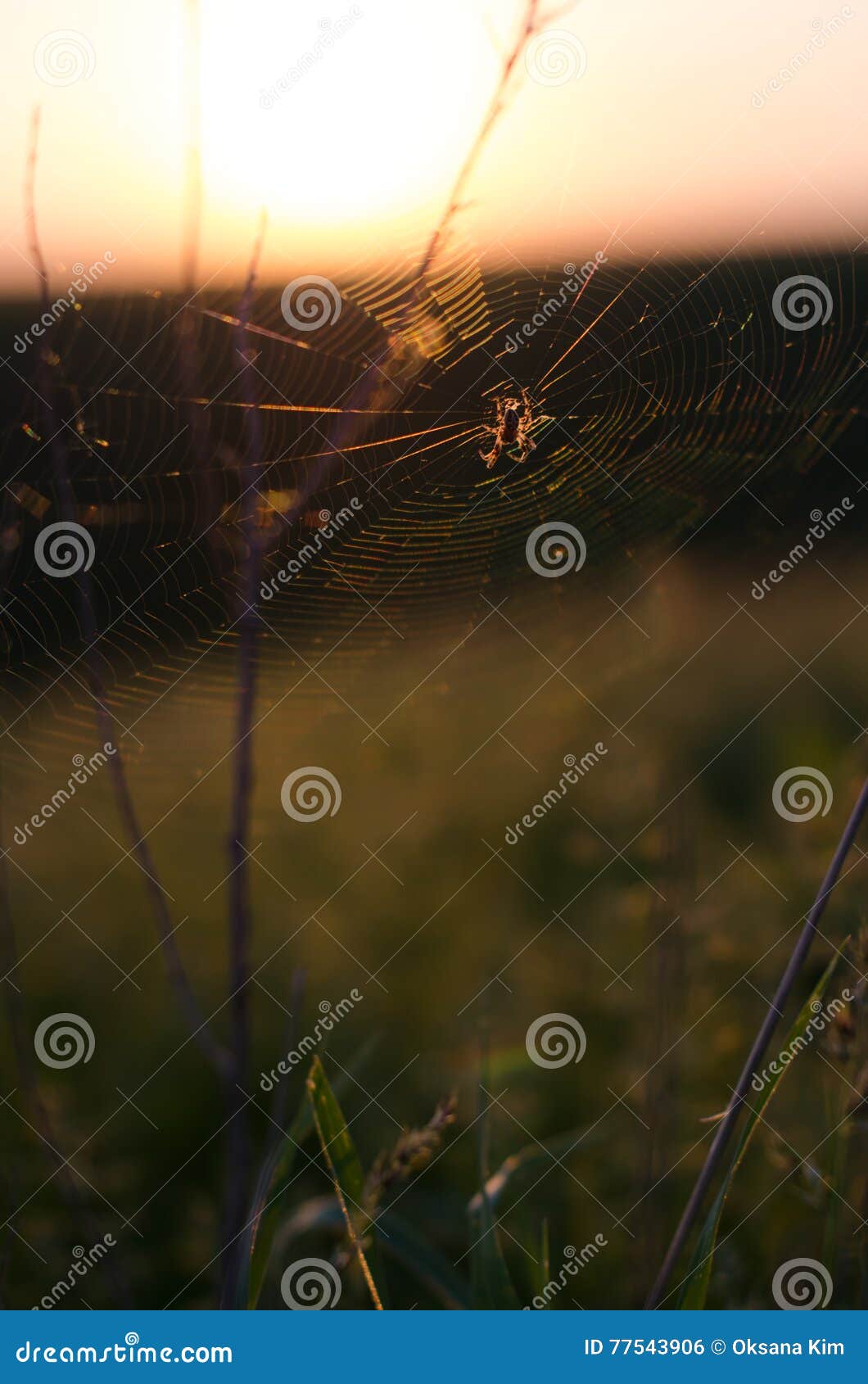 Spider on a web sunset stock photo. Image of macro, bright - 77543906