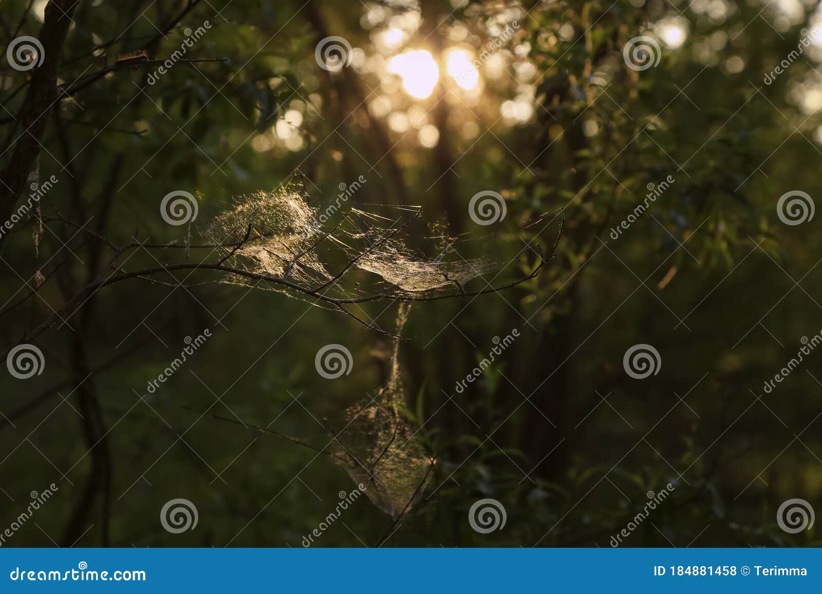 Spider web in sunset light stock photo. Image of background - 184881458