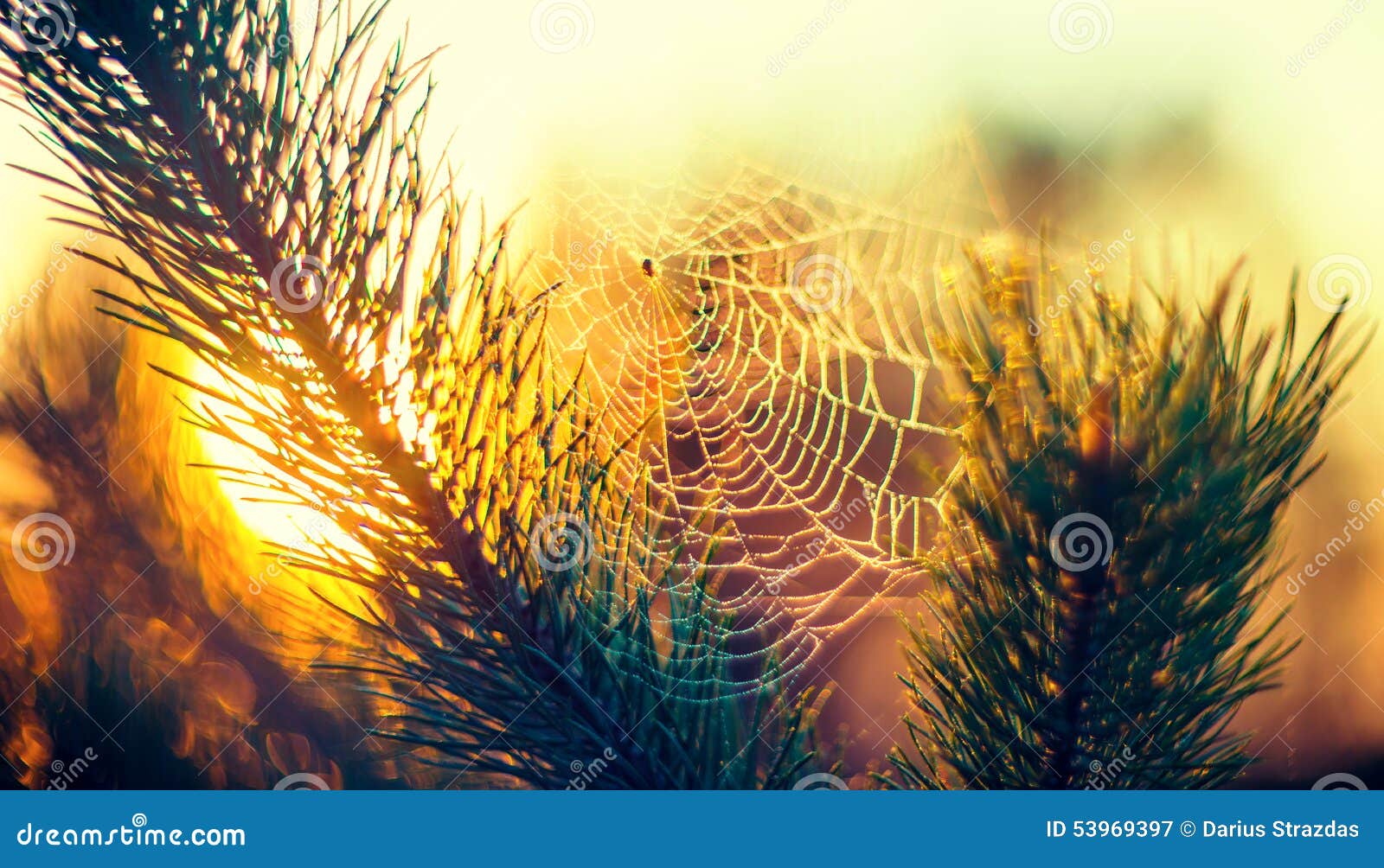 Spider On A Web Sunset Stock Photography | CartoonDealer.com #77543906