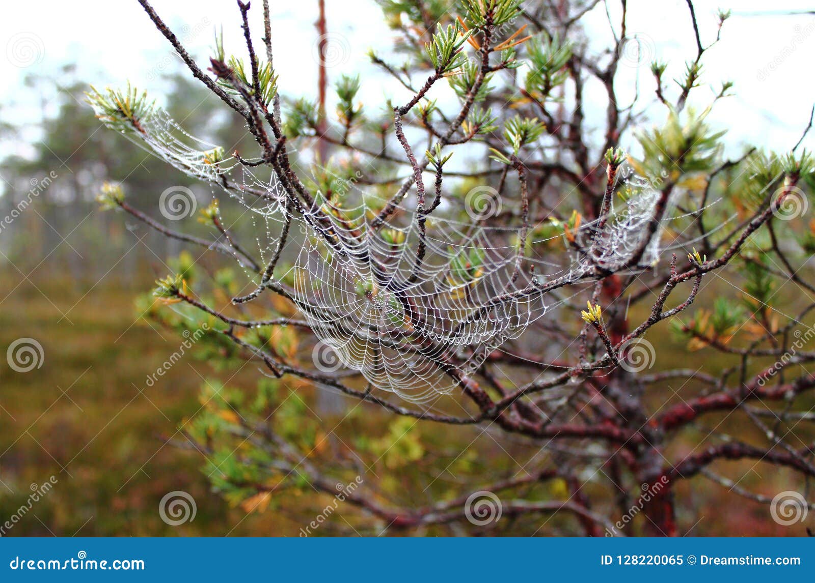 Spider web in swamp stock image. Image of water, swamp - 128220065
