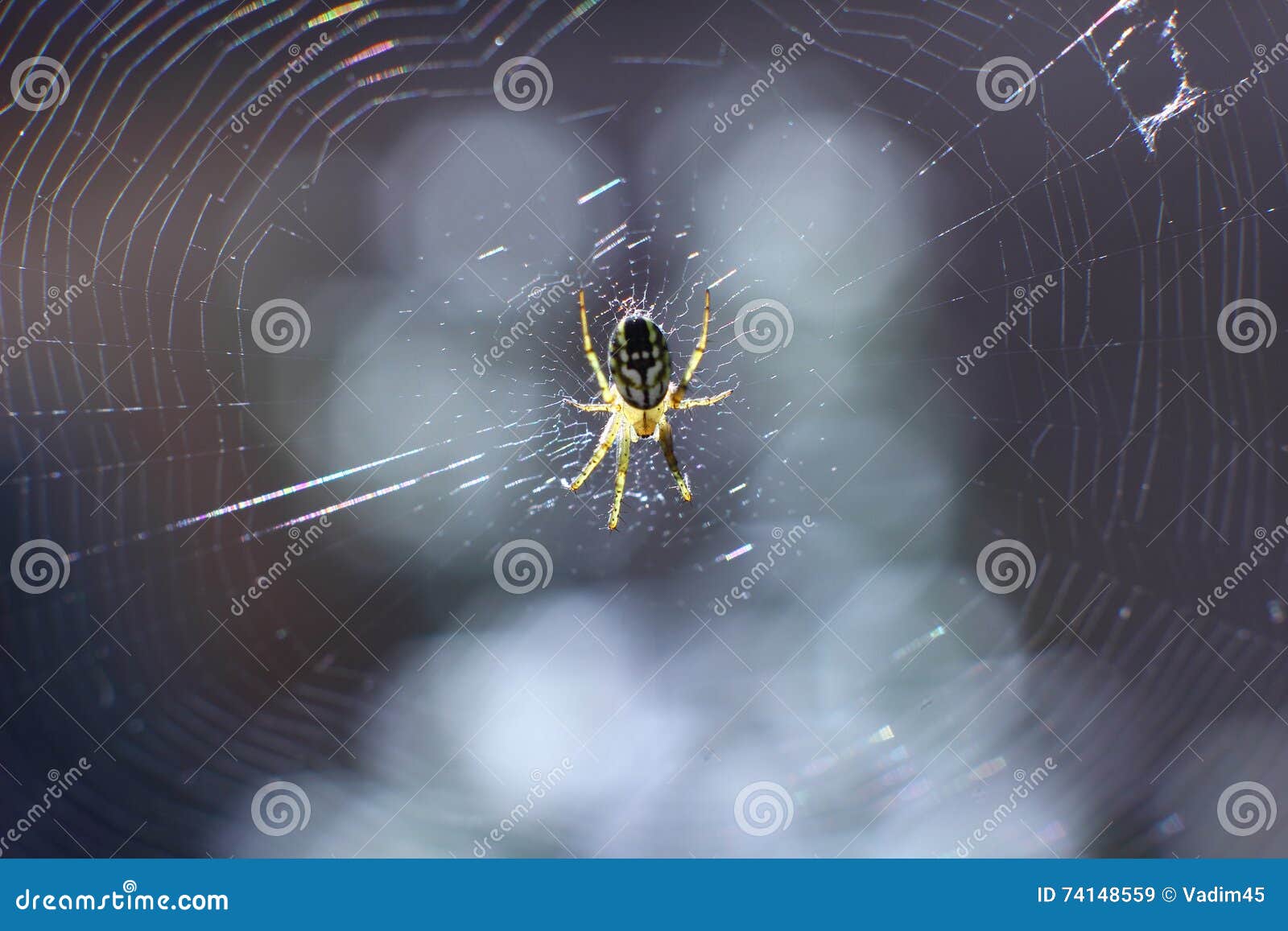 Spider on the Web Swinging in the Wind Stock Image - Image of plant ...