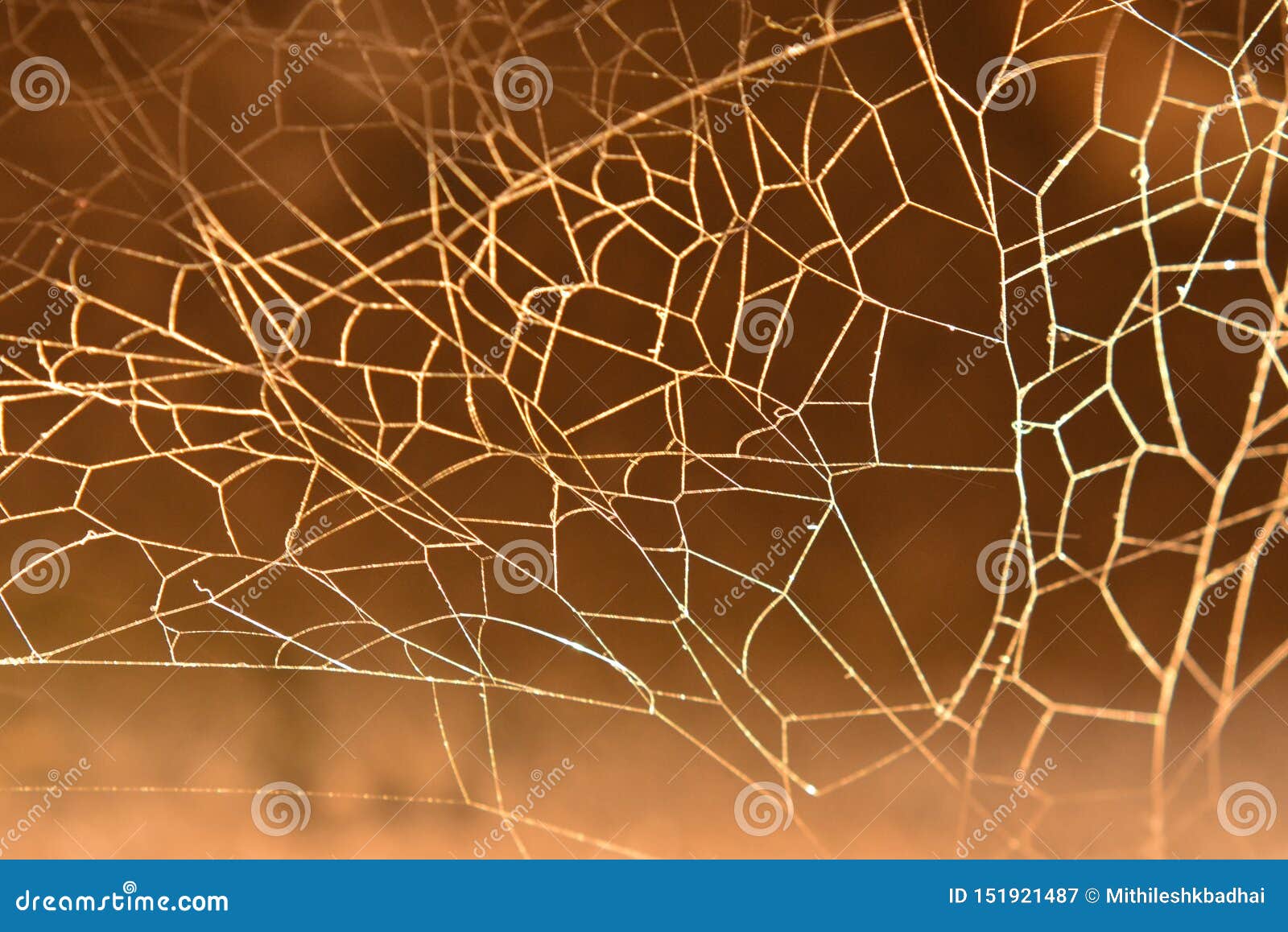 SPIDER WEB TEXTURE in SUNLIGHT Stock Image - Image of line, beauty ...