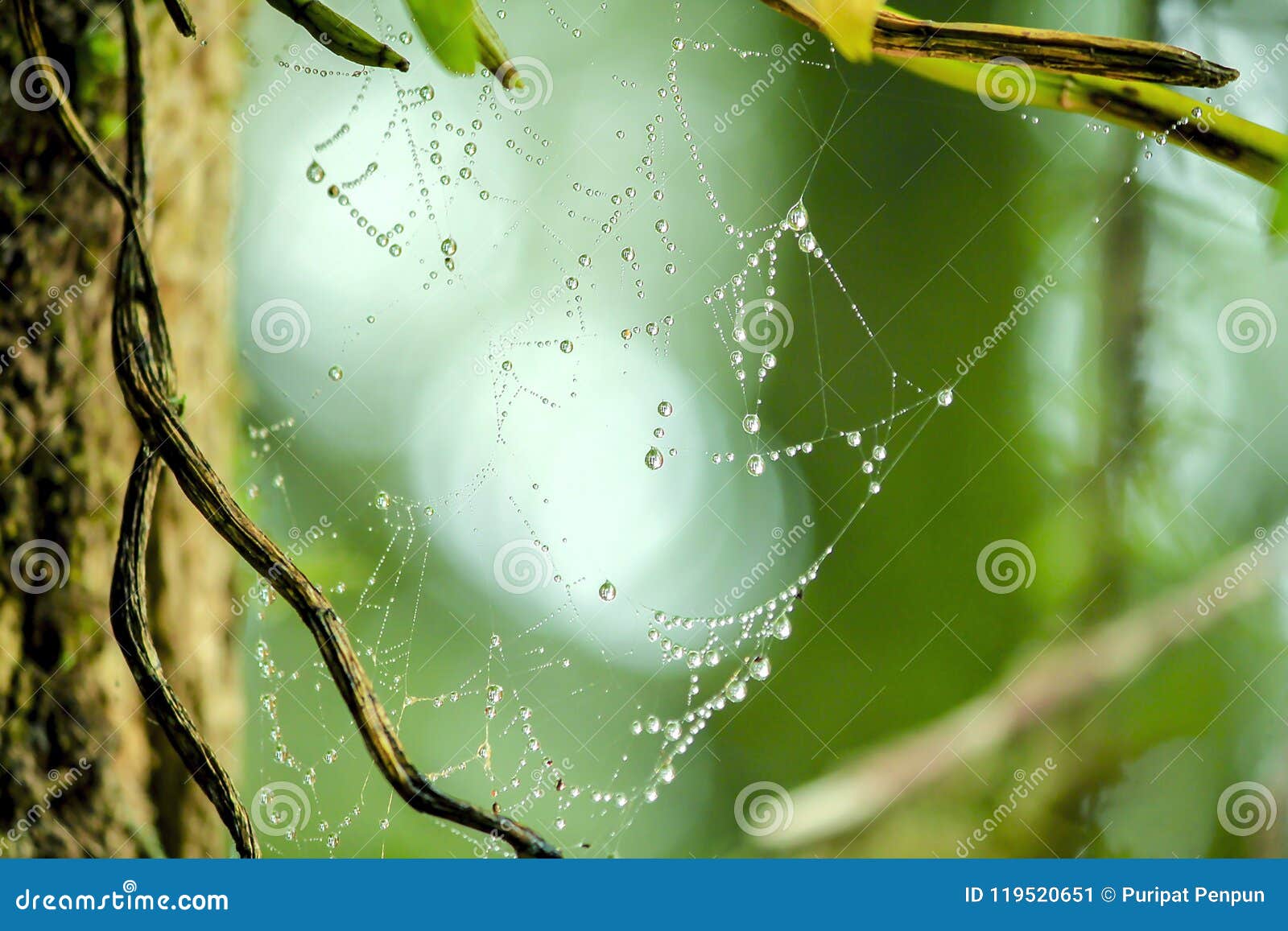 Spider Web with Water Droplets. Stock Image - Image of natural ...
