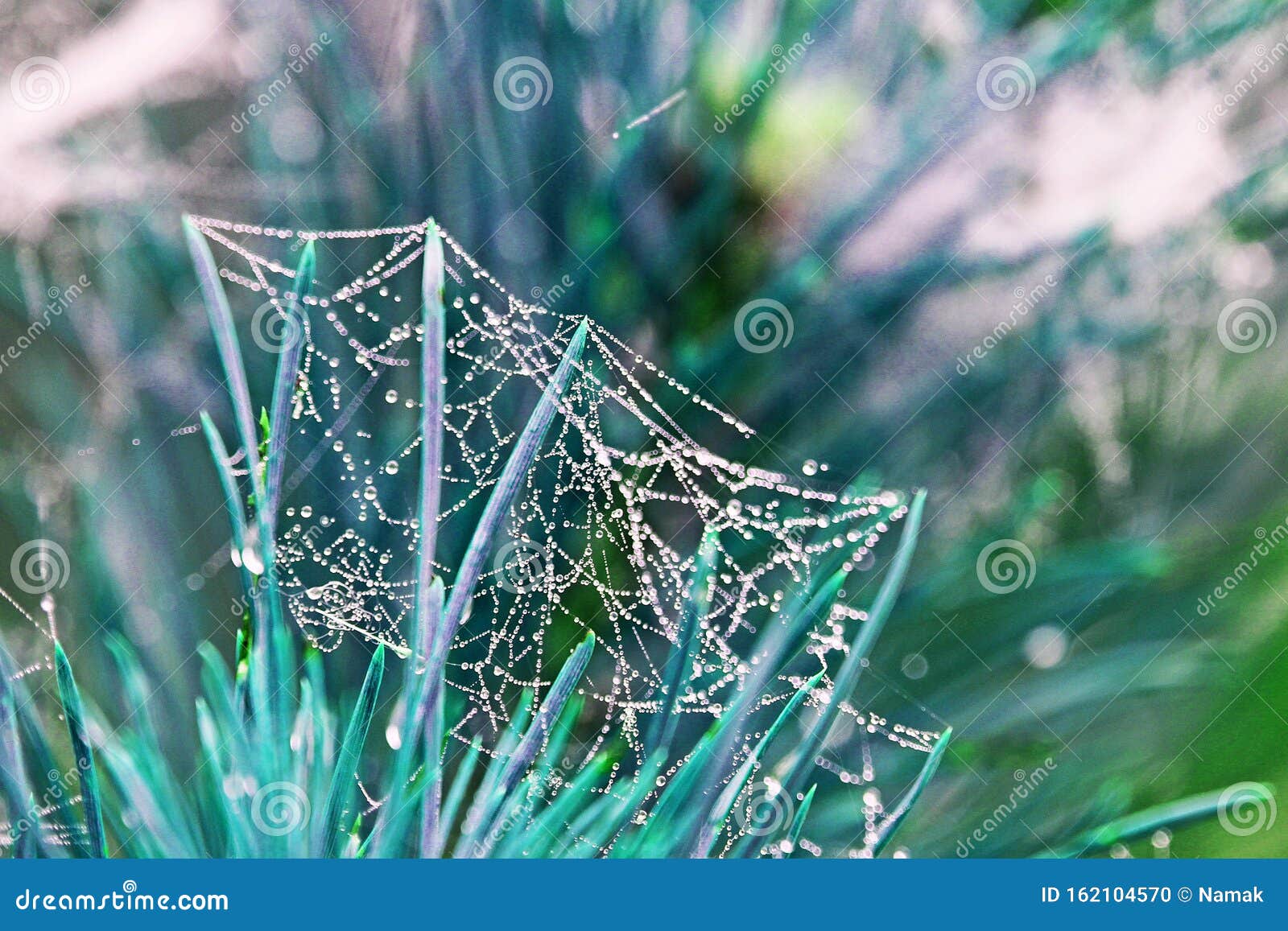 Spider Web Thread with Dew Drops on Pine Needles, Blurred Natural ...