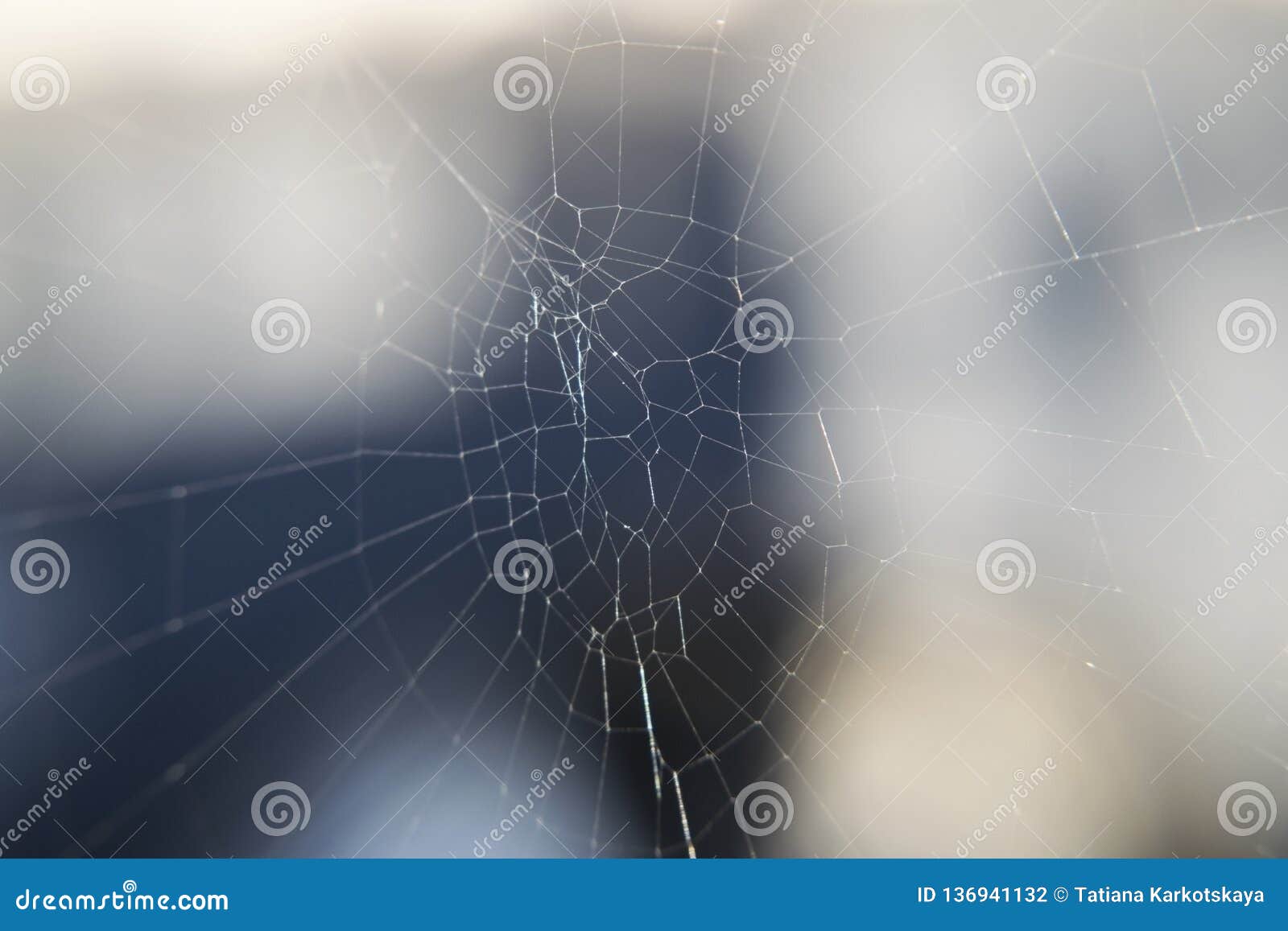 Spider Web Threads on Blurred Background on Sunny Day Stock Photo ...