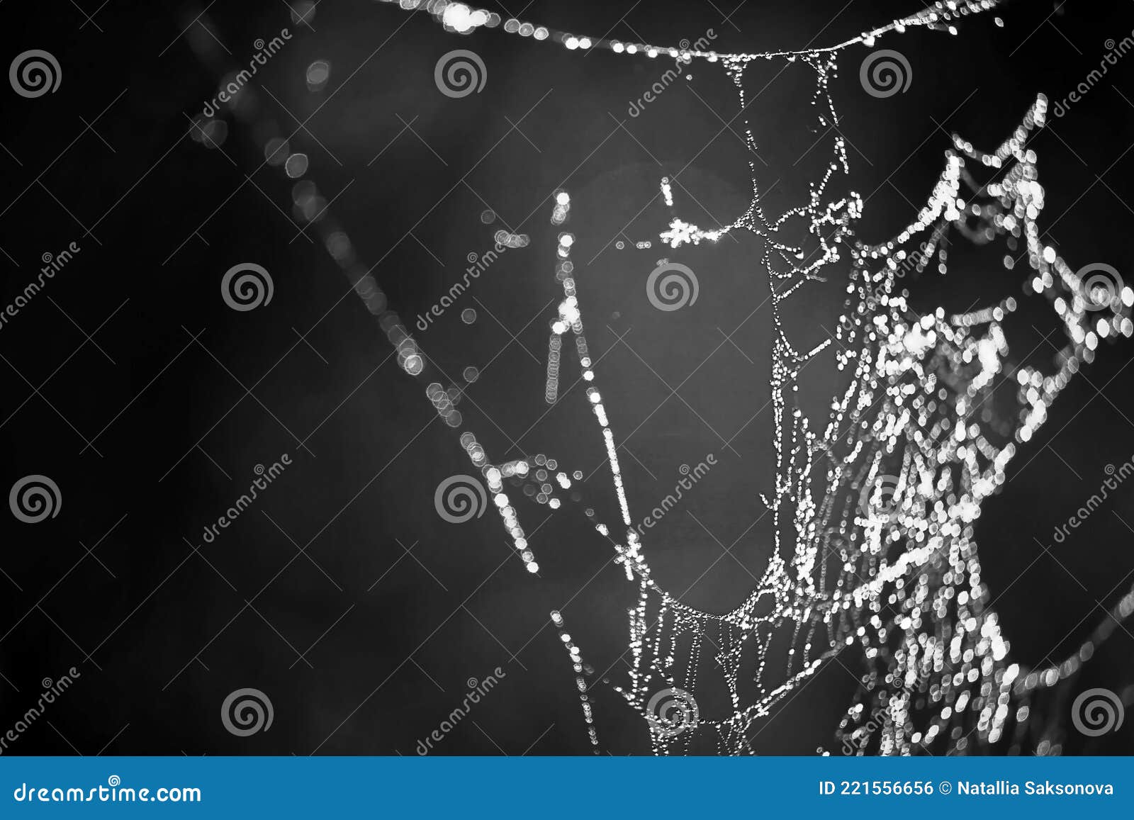 Spider Web Threads with Dew Drops Stock Photo - Image of background ...