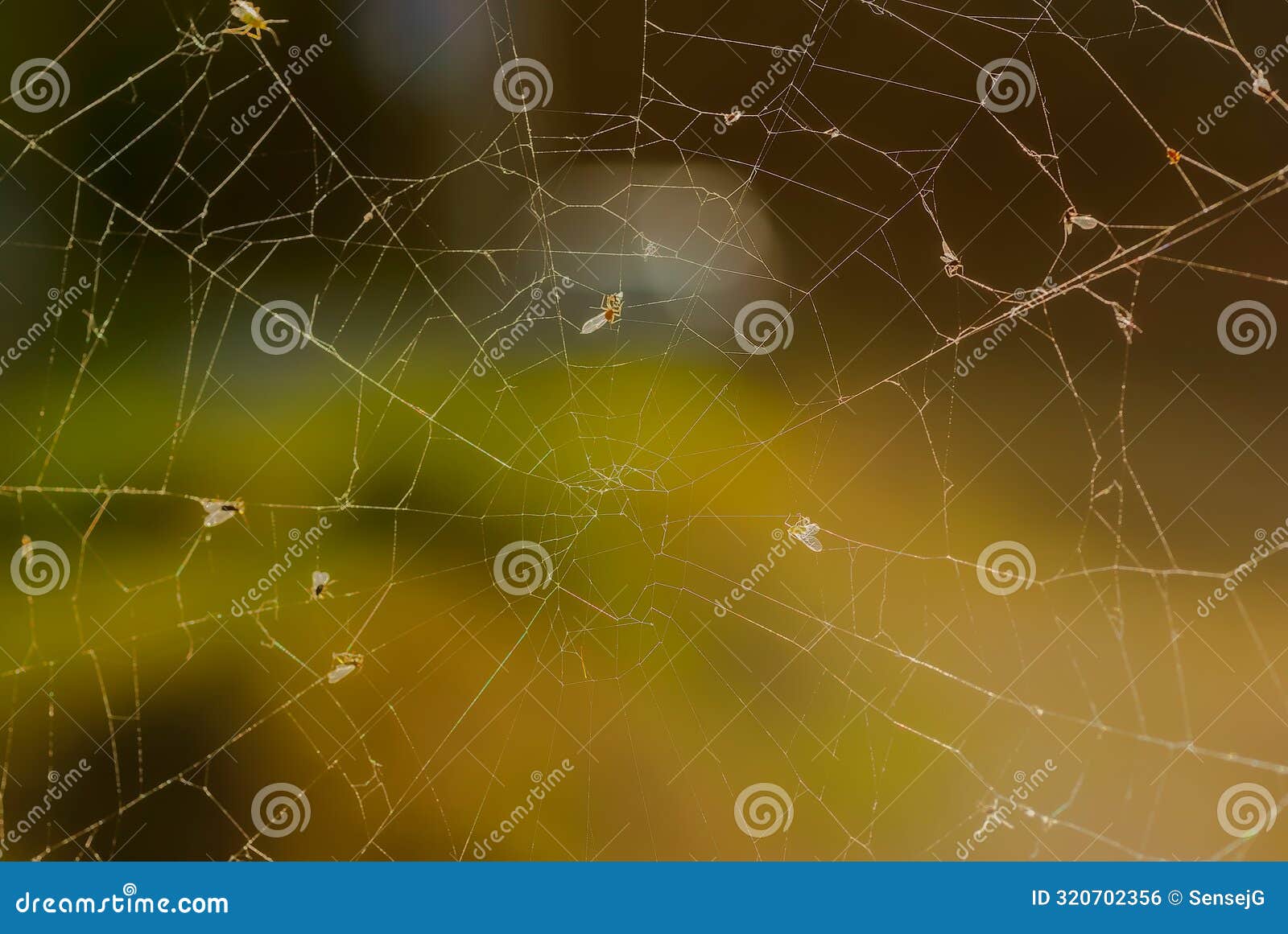 Spring Spider Web with Caught Insects and a Small Spider . Stock Photo ...