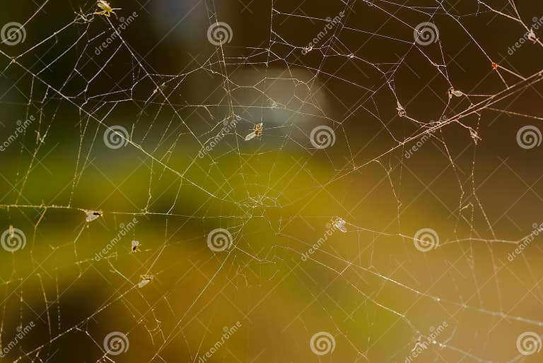 Spring Spider Web with Caught Insects and a Small Spider . Stock Photo ...