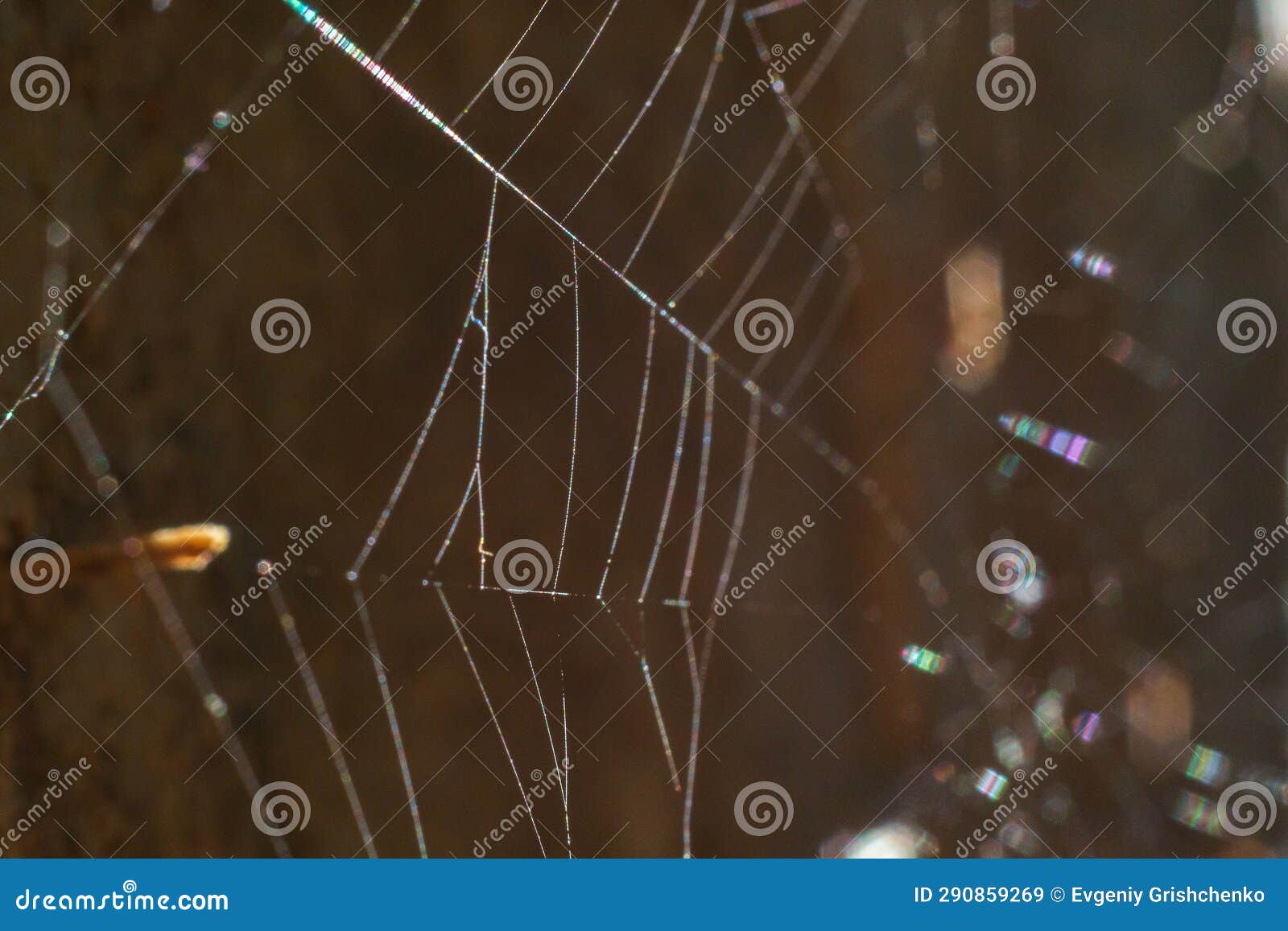 Spider Web Threads Insect Predator Weave Pattern Hanging on Tree Stock ...