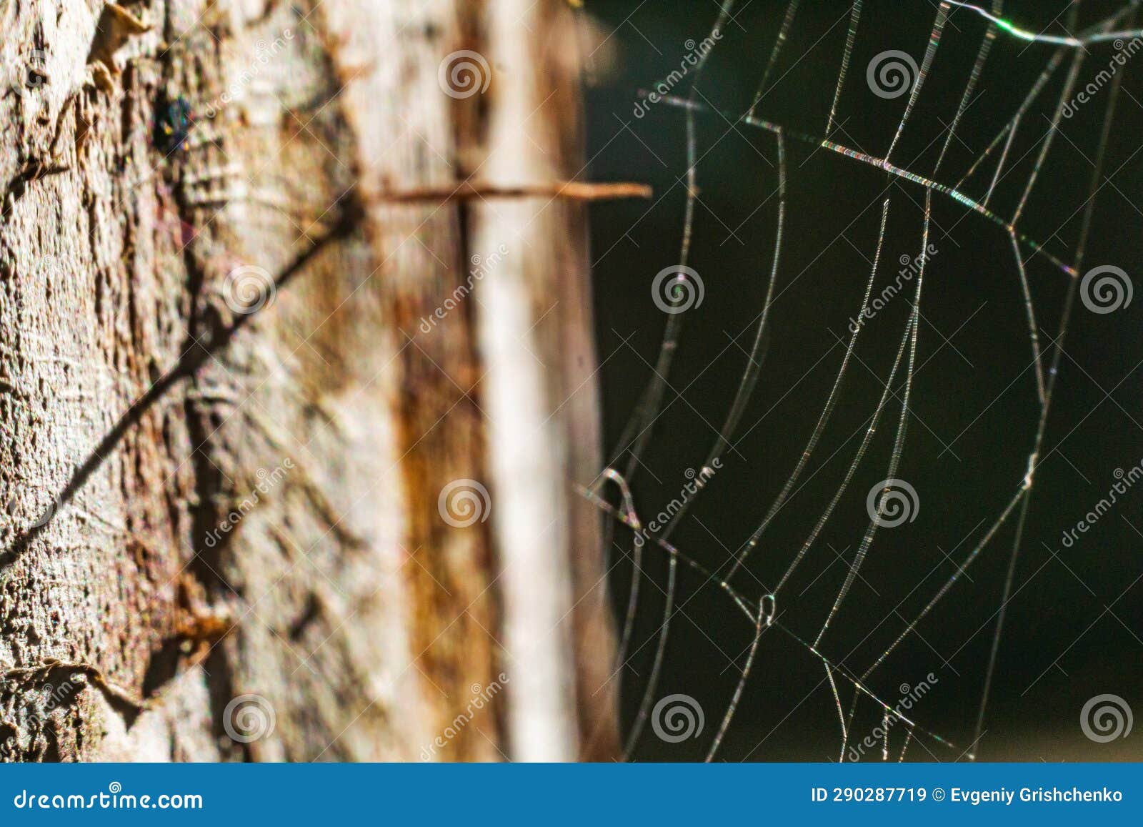 Spider Web Threads Insect Predator Weave Pattern Hanging on Tree Stock ...