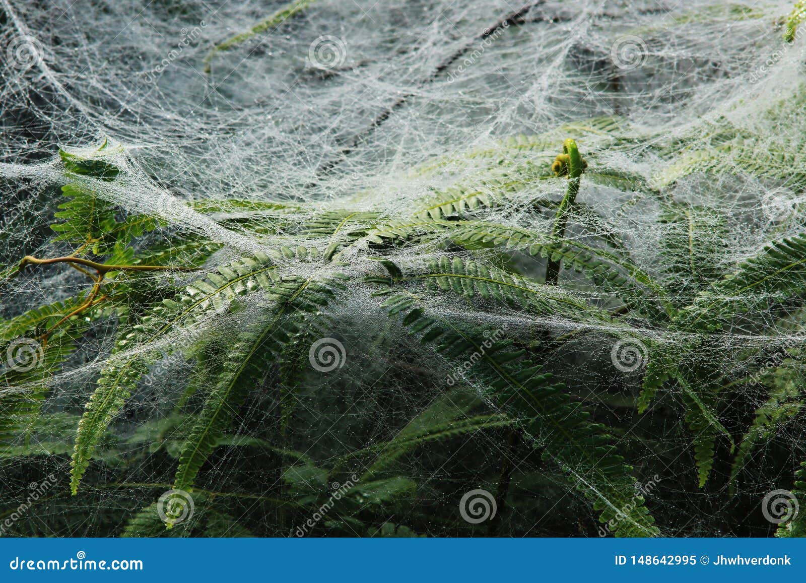 Spider Web with 6 Threads Leading To the Middle Point Connecting ...