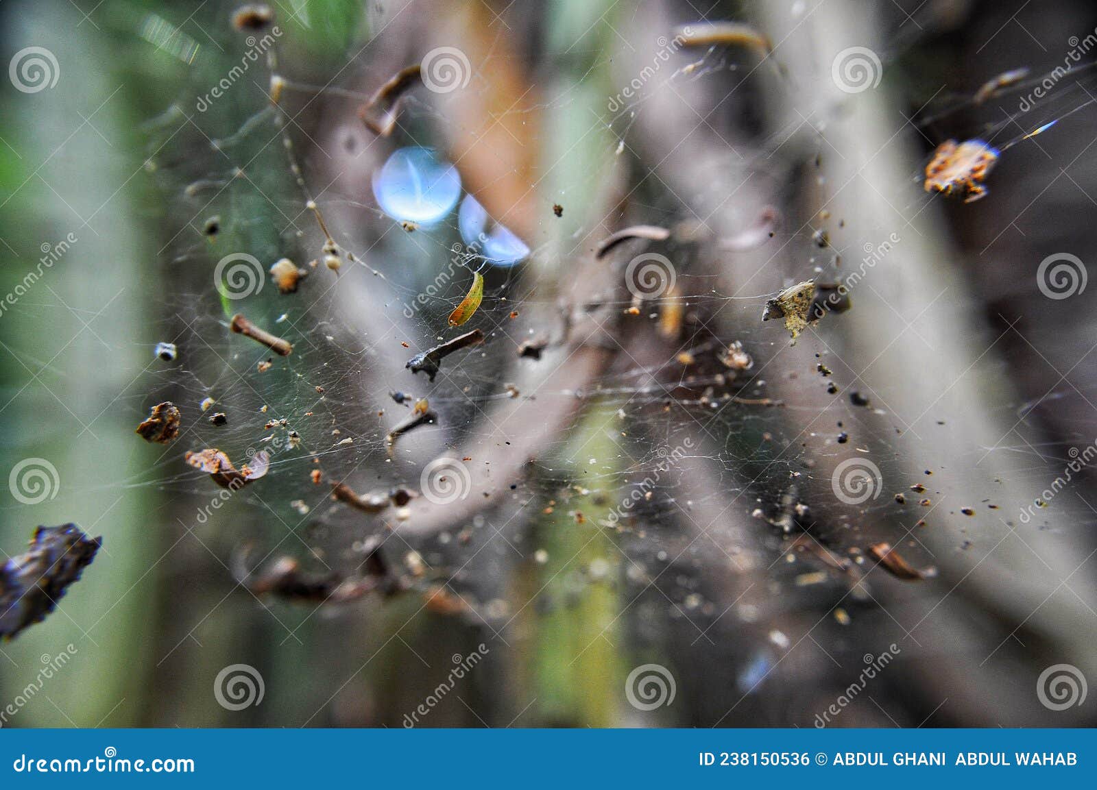 Spider Web, Trapped Died Leaf at Spider Web Stock Photo - Image of ...