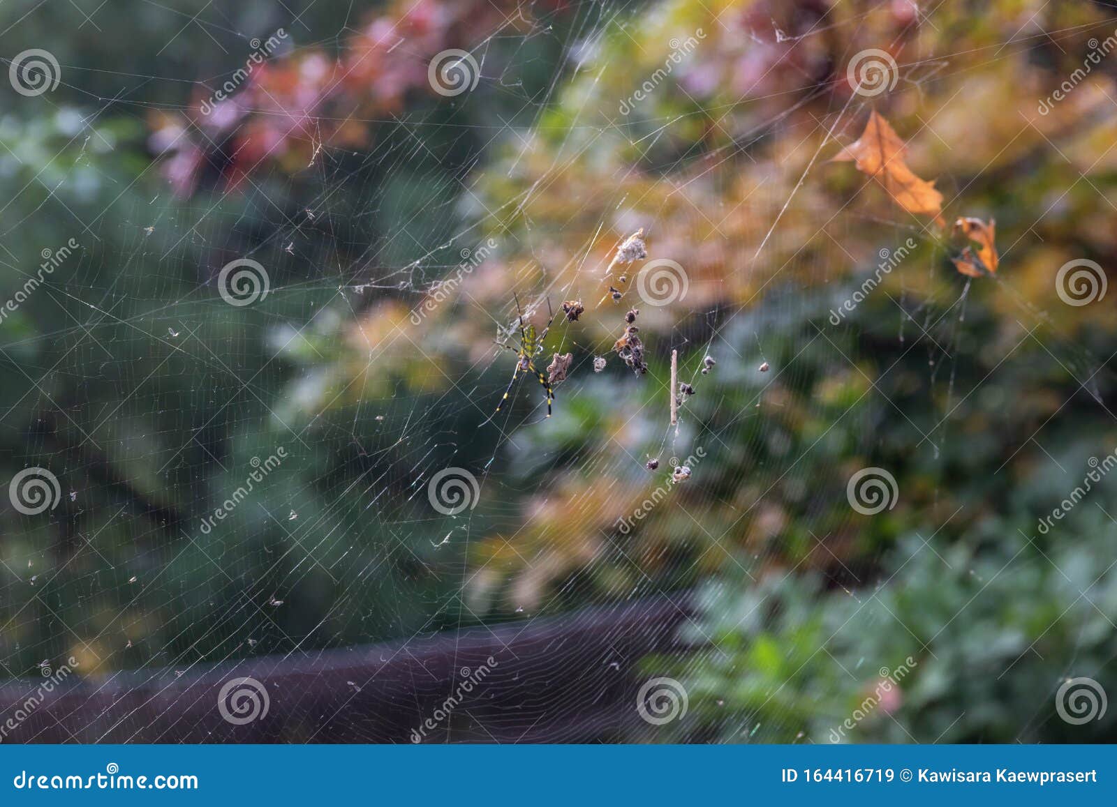 Spider Web with Trapped Insects Stock Image - Image of sticky, cobweb ...