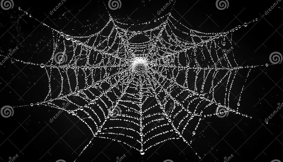 Spider Web Traps Insect in Spooky, Wet Nature Generated by AI Stock ...