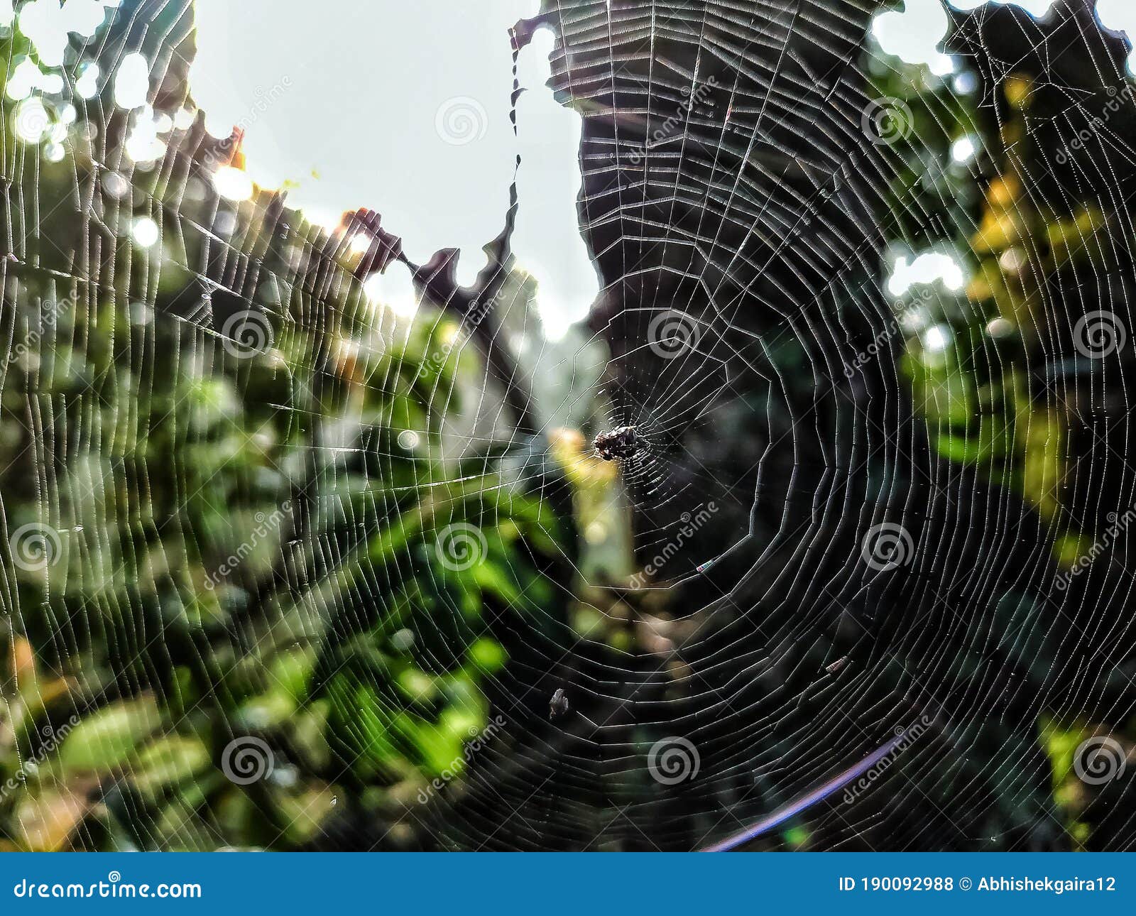 Spider web on tree stock photo. Image of wildlife, arthropod - 190092988