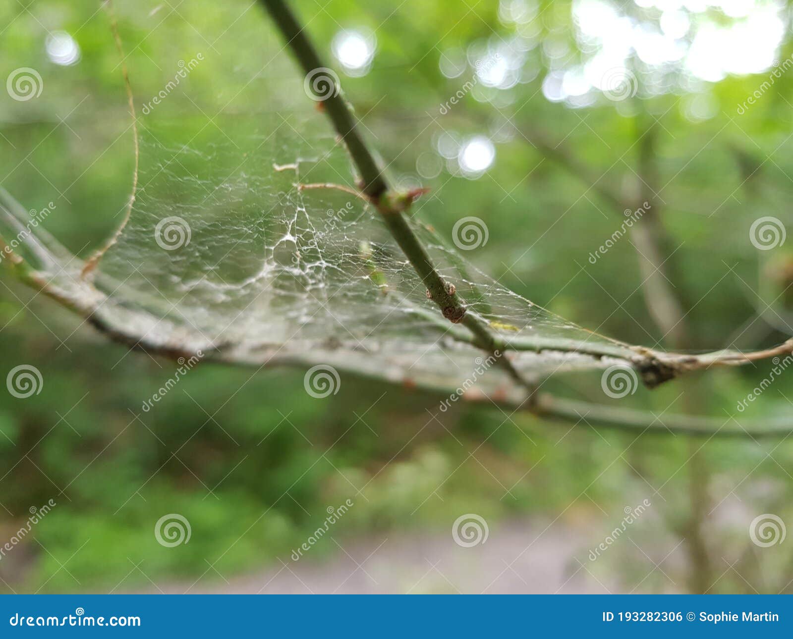Spider web in tree stock photo. Image of insect, sunlight - 193282306