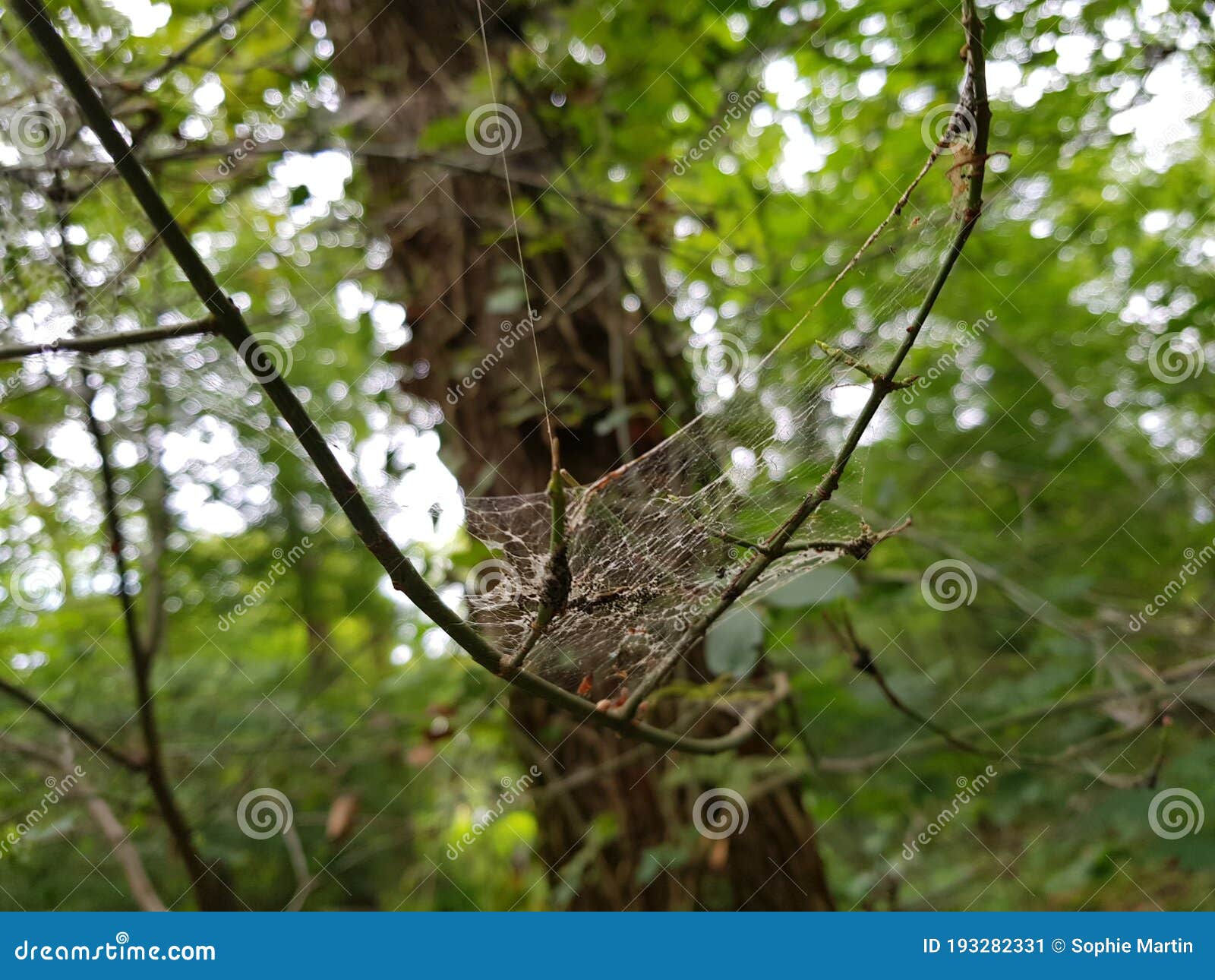 Spider web in tree stock image. Image of invertebrate - 193282331