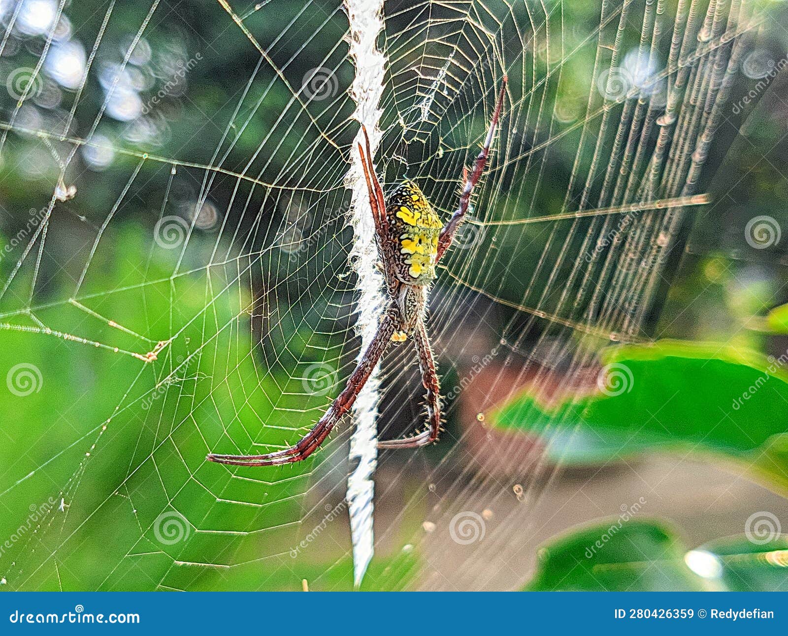 Spider with Web on Tree Branch and Green Leaves Stock Image - Image of ...