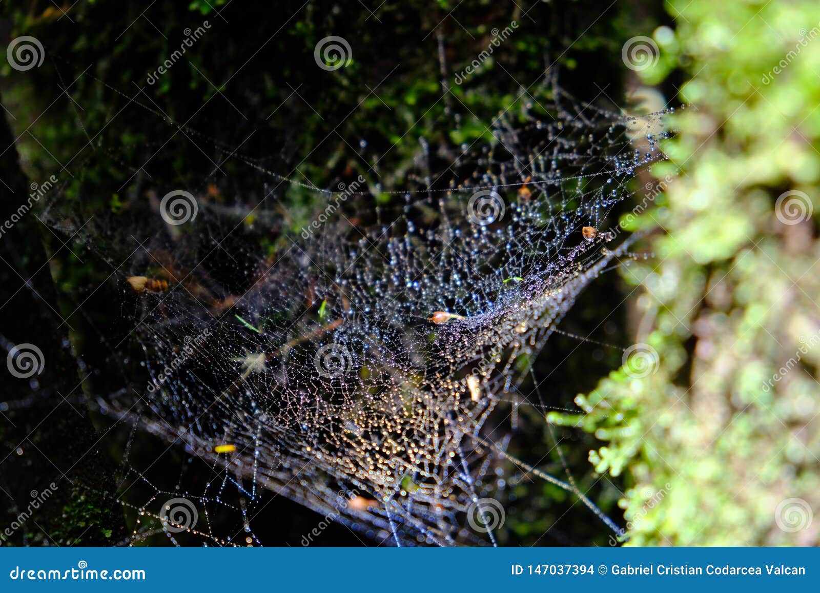 Spider web on tree branch stock photo. Image of landscape - 147037394