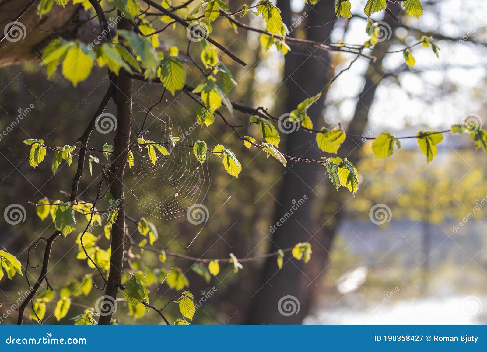 Spider Web between Tree Branches. in the Background is a River Stock ...