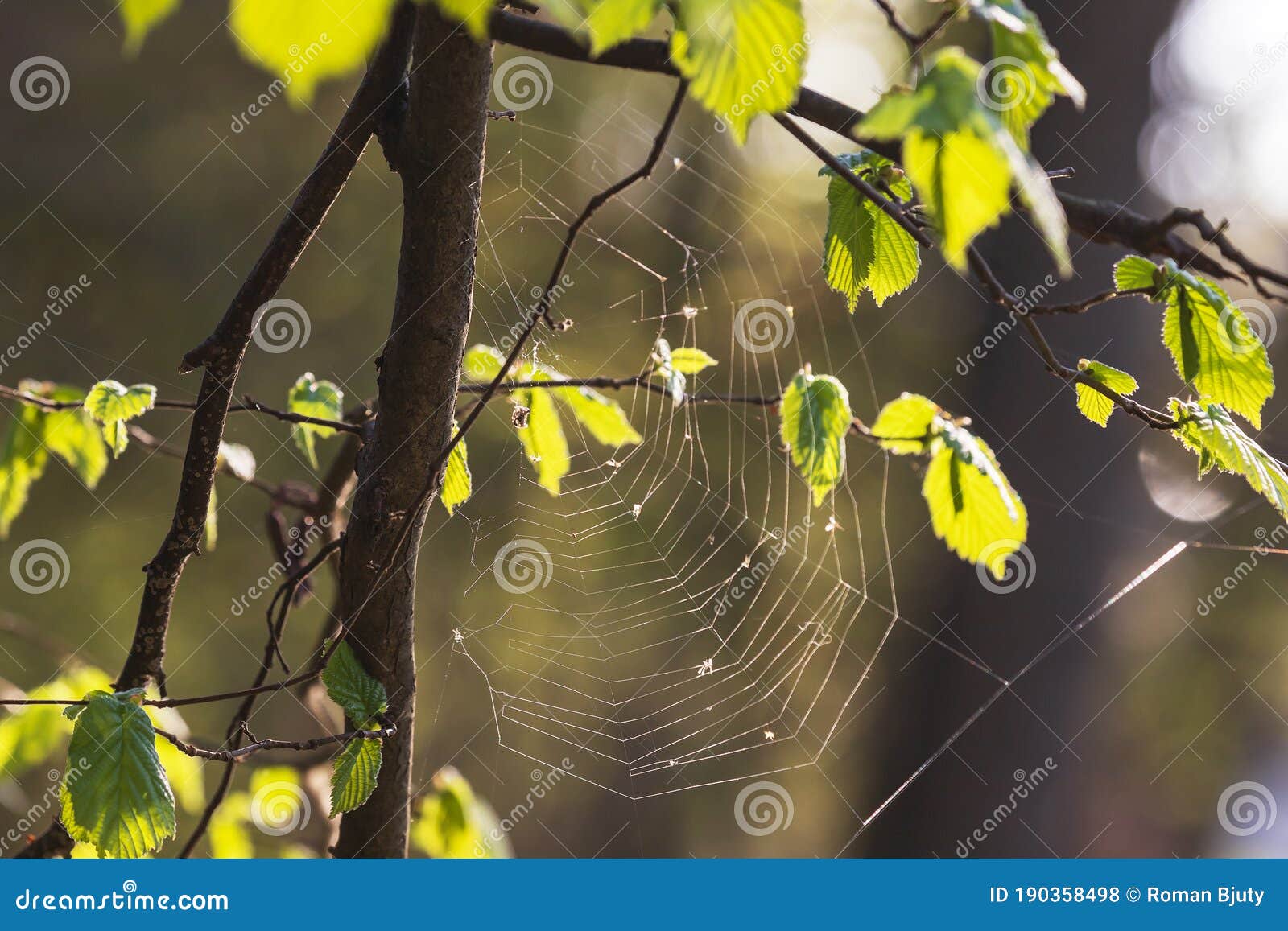 Spider Web between Tree Branches. in the Background is a River Stock ...