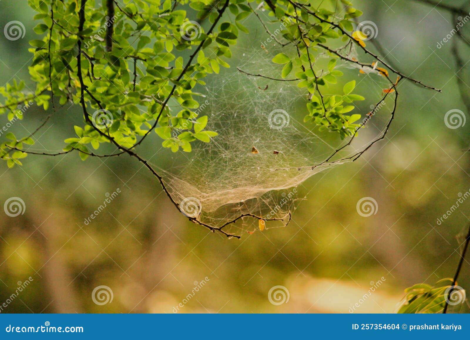 Spider Web on Tree Branches and Leaves Calender or Wall Paper Stock ...