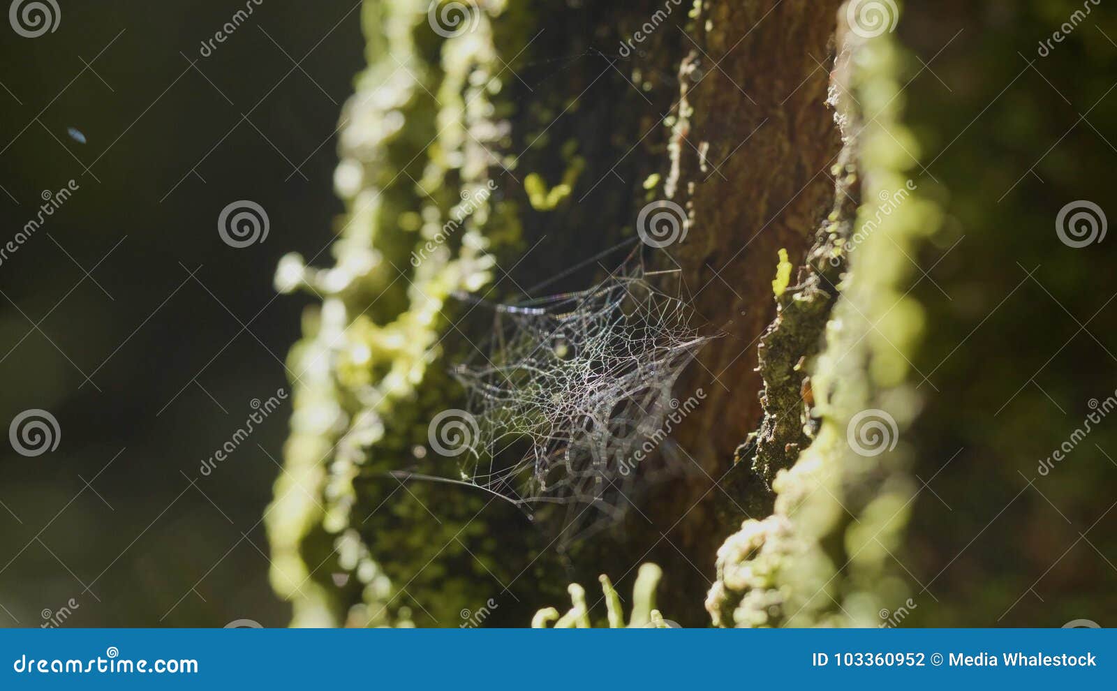 Spider Web on Tree Branches and Sun Reflection. Spider`s Web on Tree ...