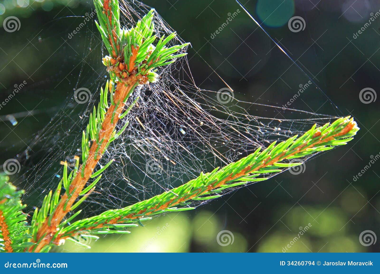 Spider web at tree stock photo. Image of forest, slovak - 34260794