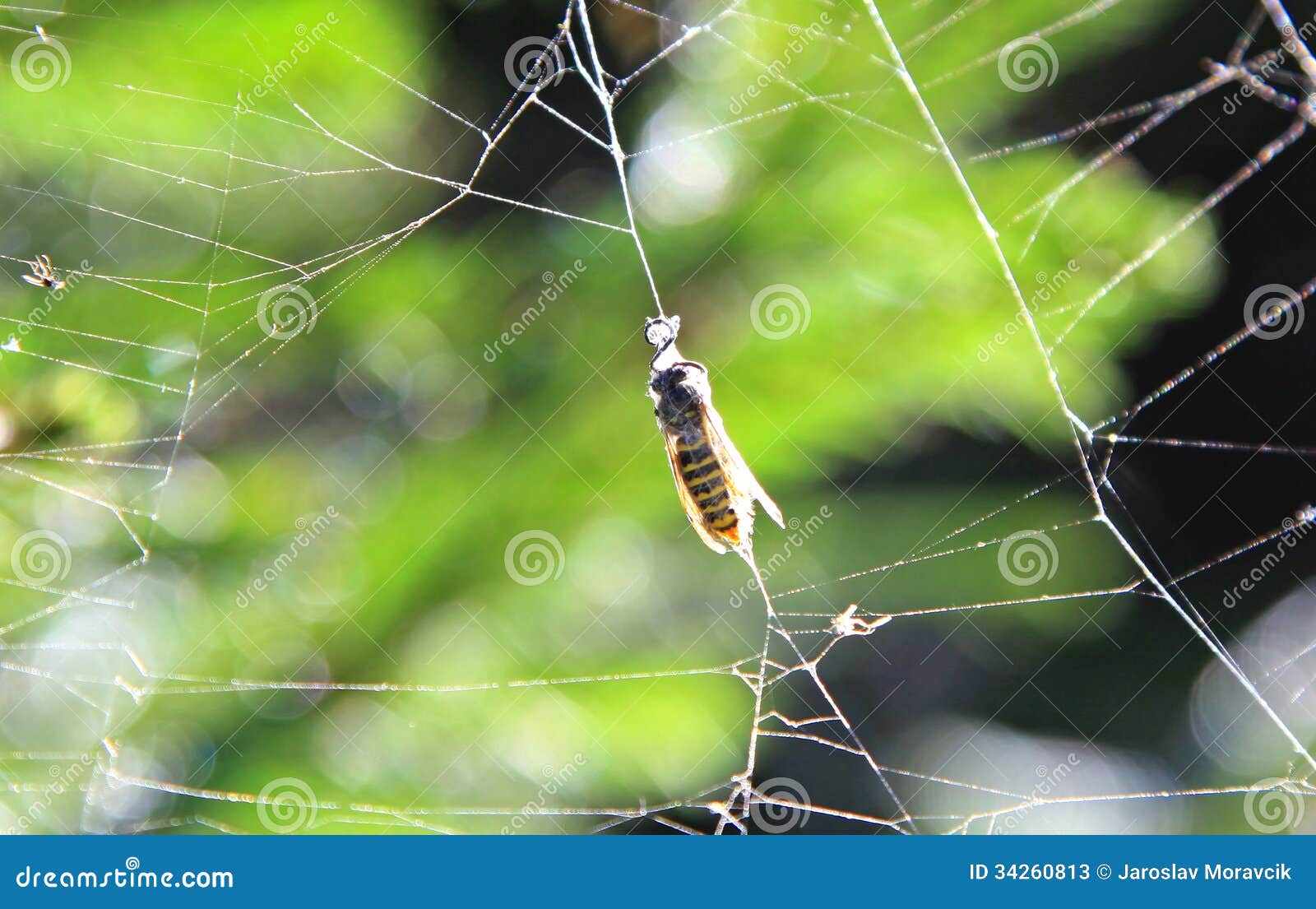 Spider web at tree stock image. Image of spider, east - 34260813