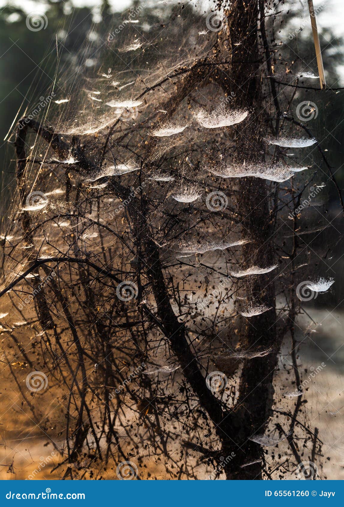 Spider web stock photo. Image of spooky, detail, trap - 65561260
